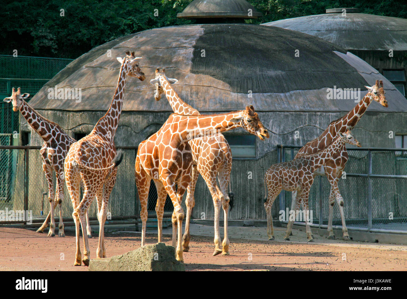 Giraffe tokyo zoo hi-res stock photography and images - Alamy