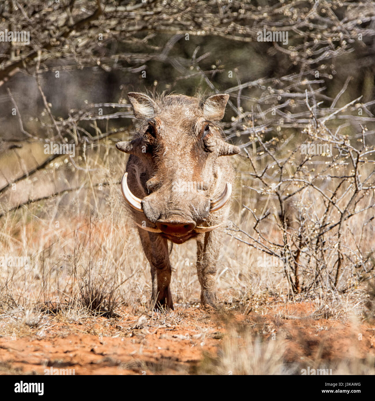Warthog in Southern African savanna Stock Photo - Alamy