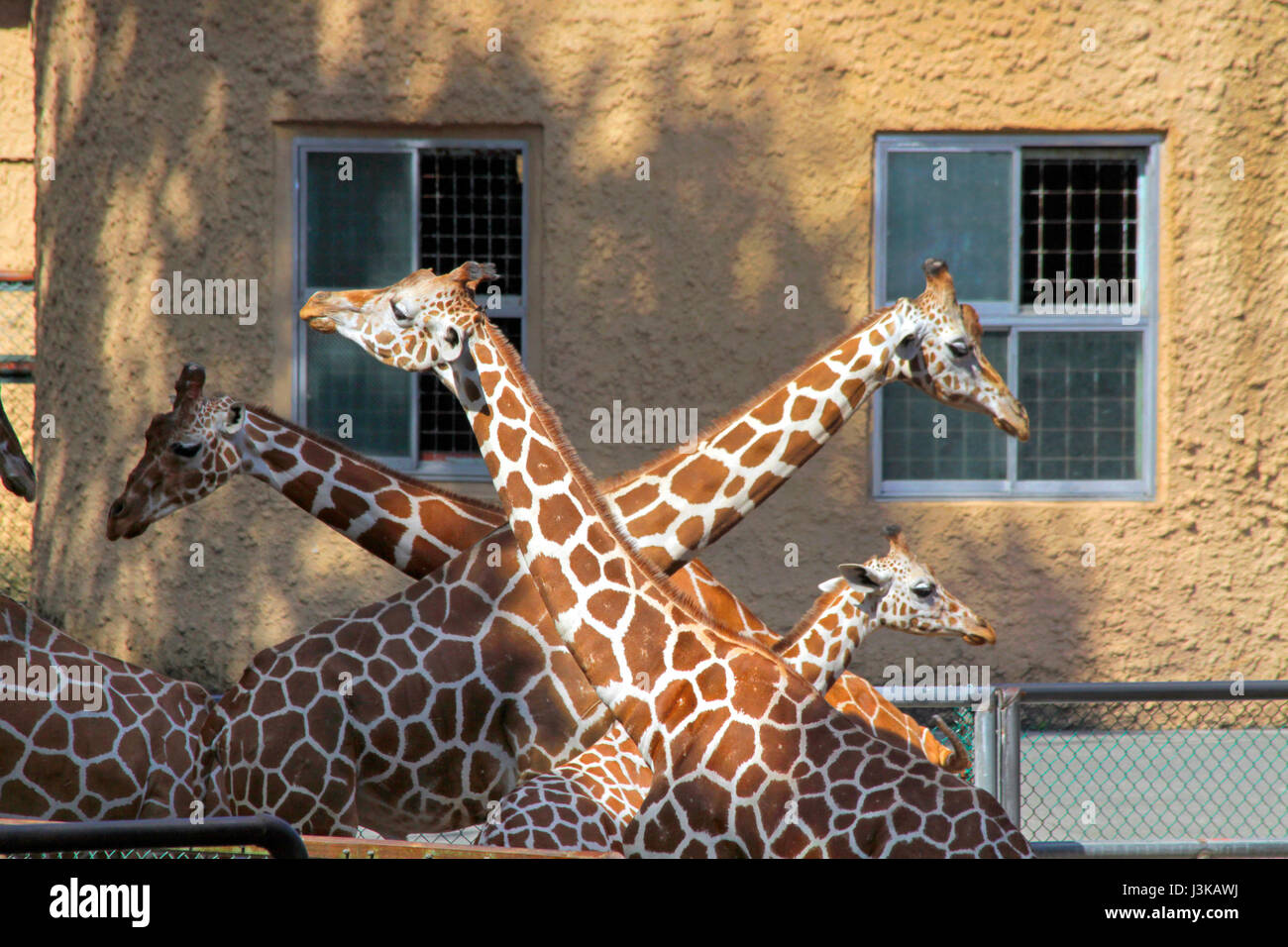 Giraffe tokyo zoo hi-res stock photography and images - Alamy