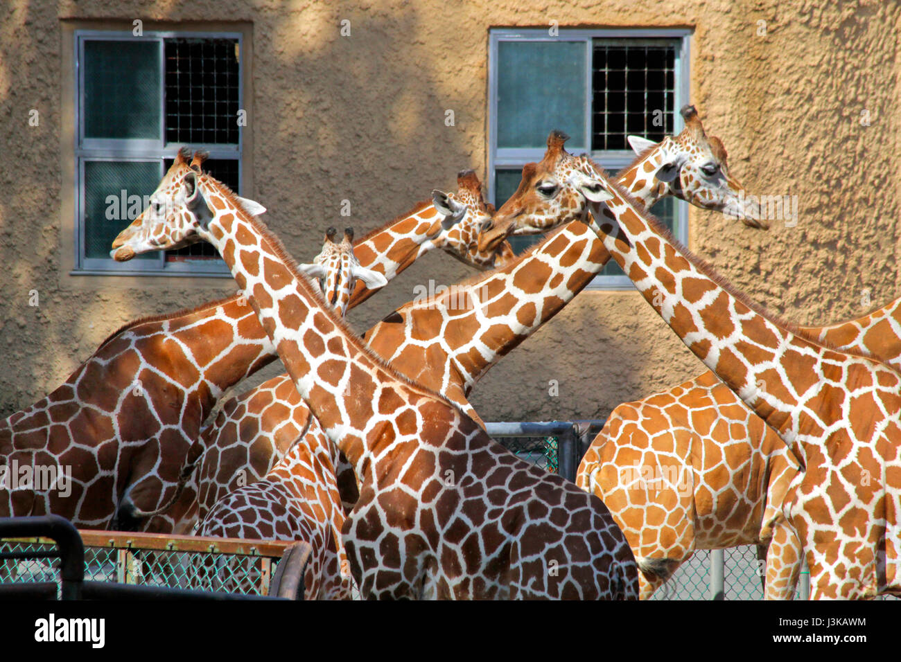 Giraffe at Tama Zoological Park Hino city Tokyo Japan Stock Photo - Alamy