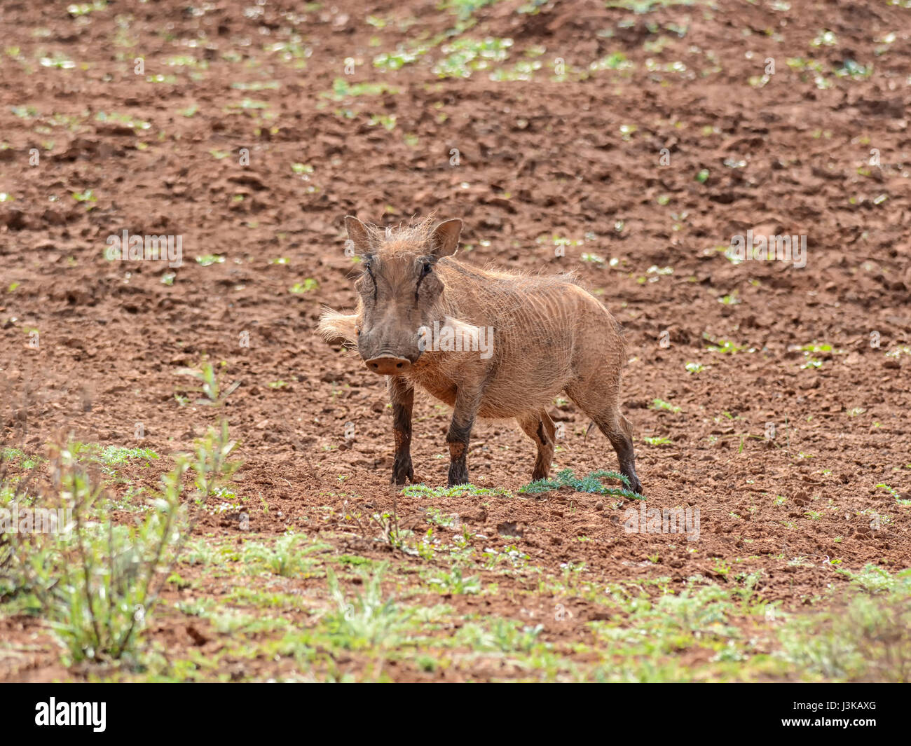 Warthog in Southern African savanna Stock Photo - Alamy