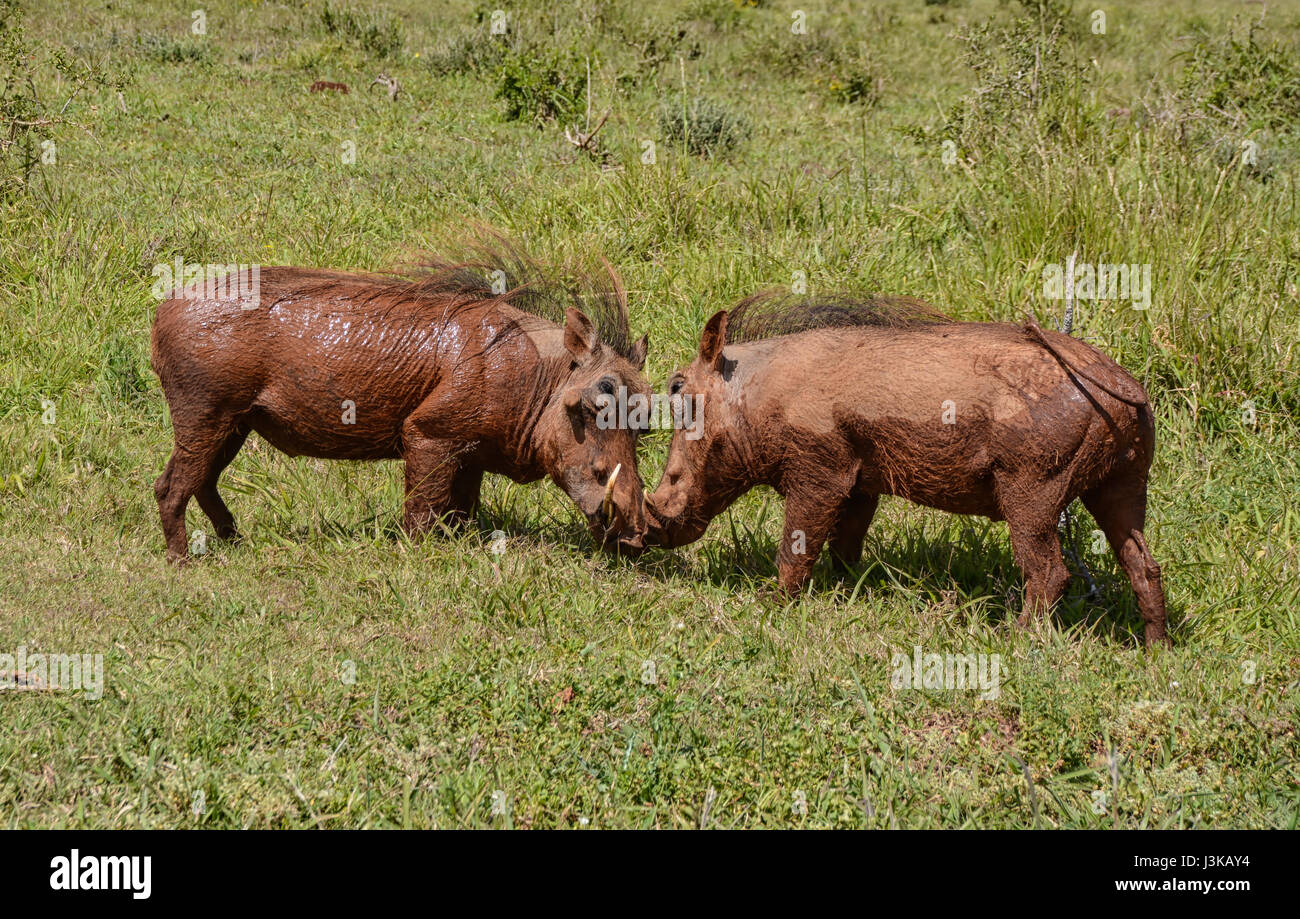 Warthog in Southern African savanna Stock Photo - Alamy