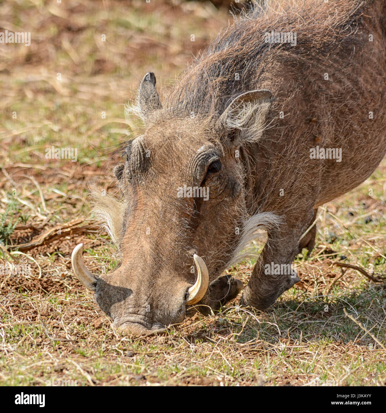 Warthog in Southern African savanna Stock Photo - Alamy