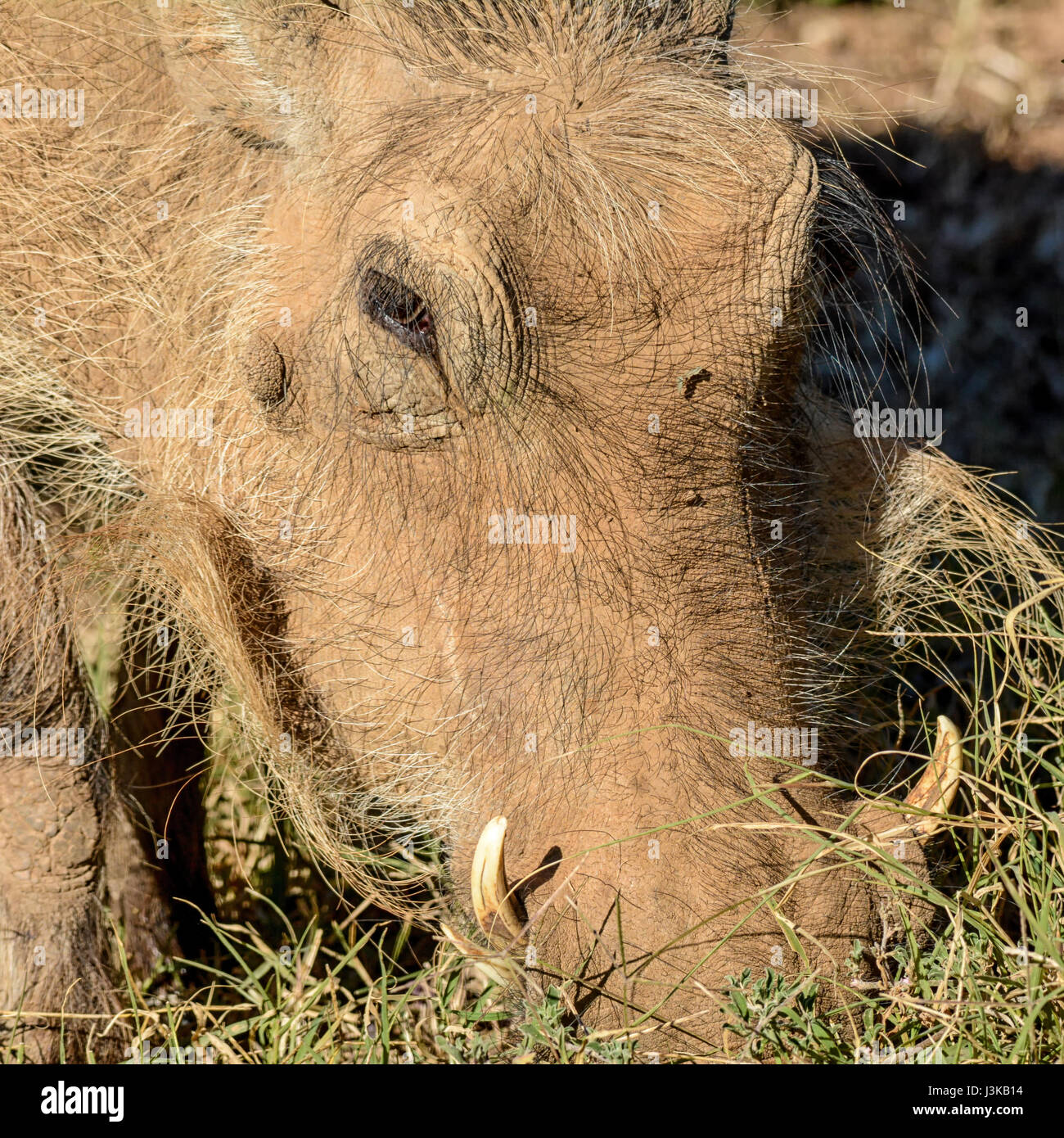 Warthog in Southern African savanna Stock Photo - Alamy