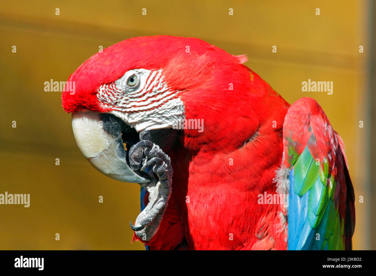 Red-and-Green Macaw at Tama Zoological Park Hino city Tokyo Japan Stock ...