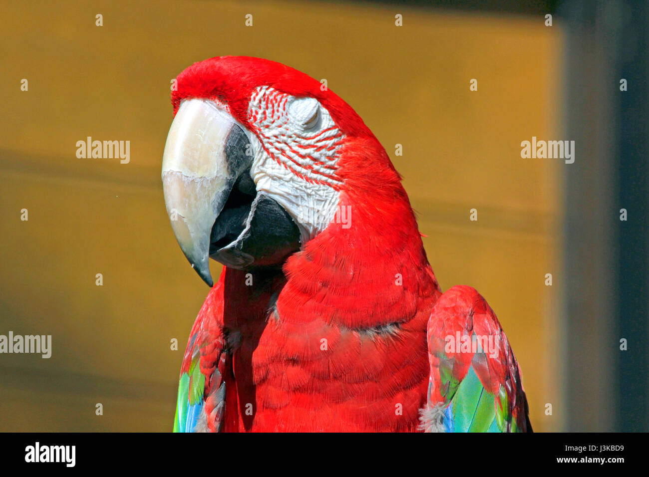 Red-and-Green Macaw at Tama Zoological Park Hino city Tokyo Japan Stock ...