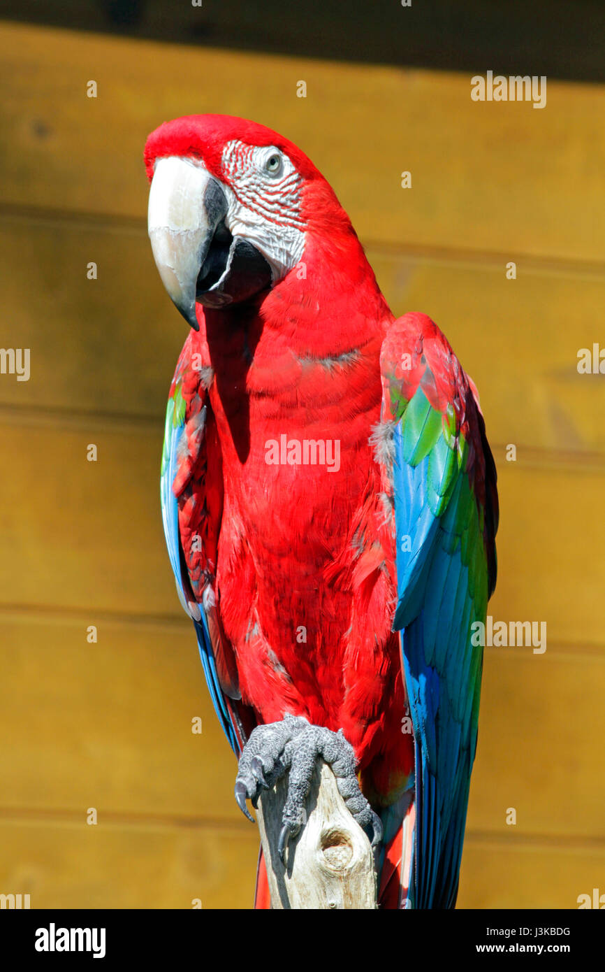 Red-and-Green Macaw at Tama Zoological Park Hino city Tokyo Japan Stock ...