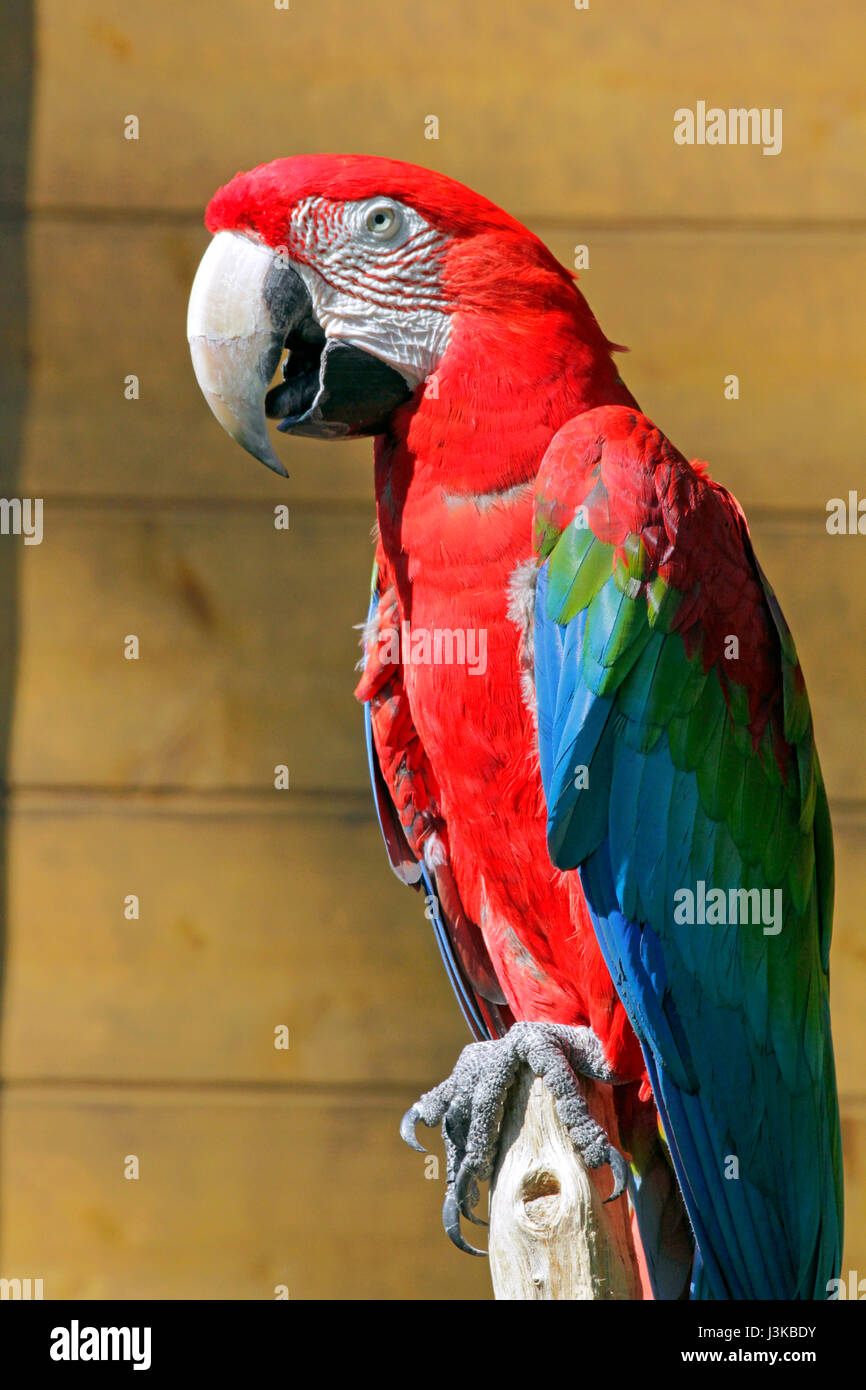 Red-and-Green Macaw at Tama Zoological Park Hino city Tokyo Japan Stock ...