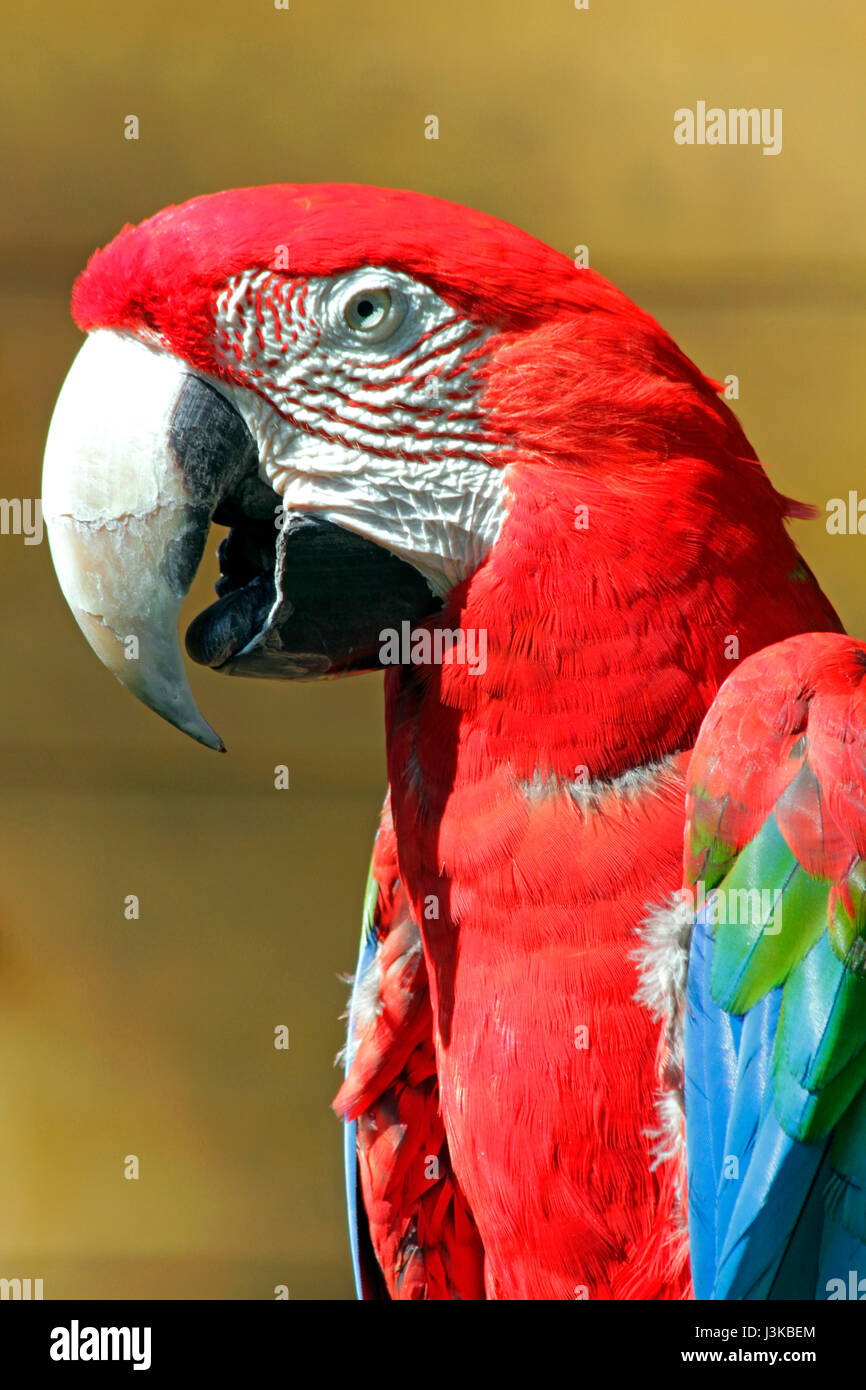 Hino Red High Resolution Stock Photography and Images - Alamy