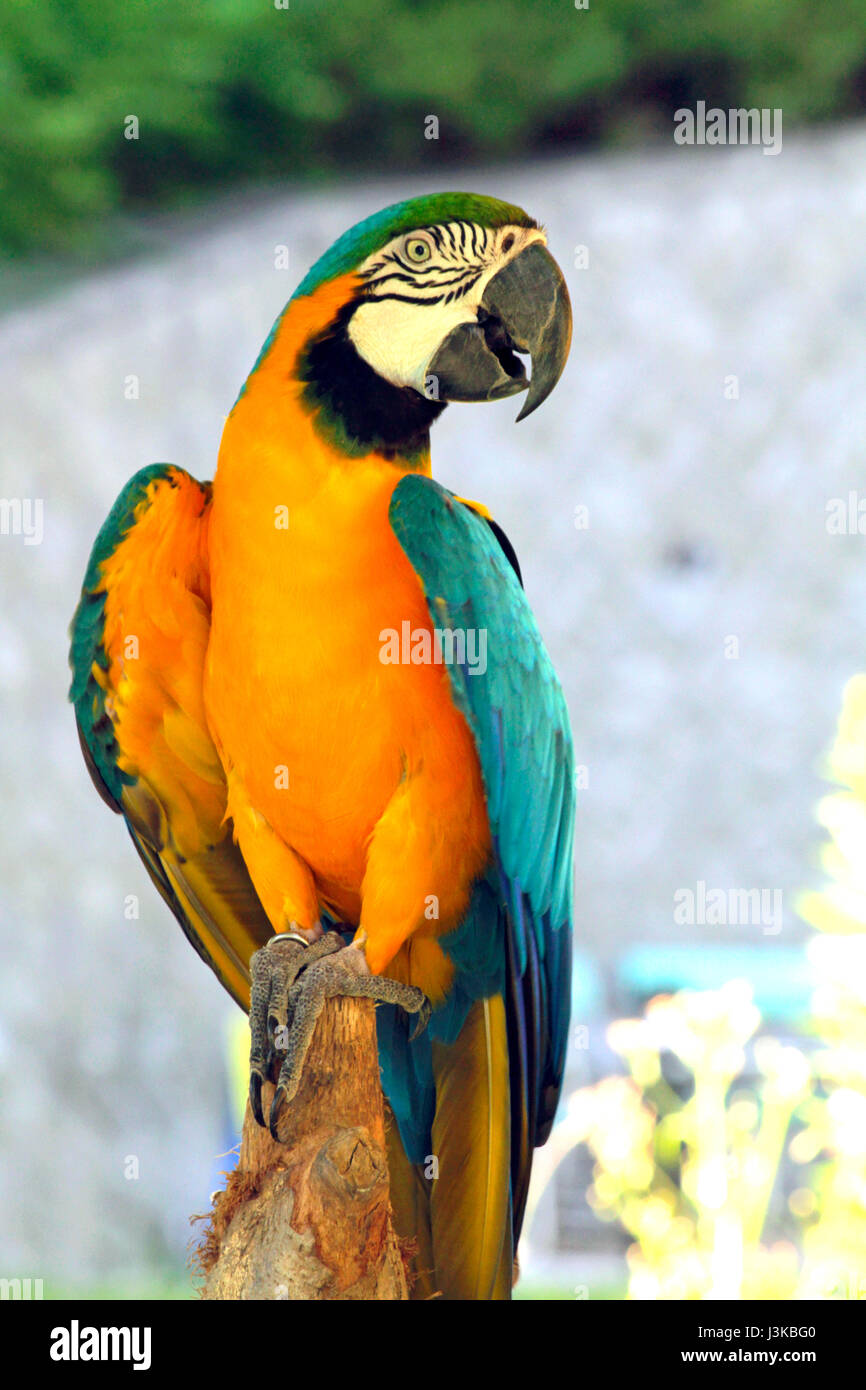 Blue-and-Yellow Macaw at Tama Zoological Park Hino city Tokyo Japan ...