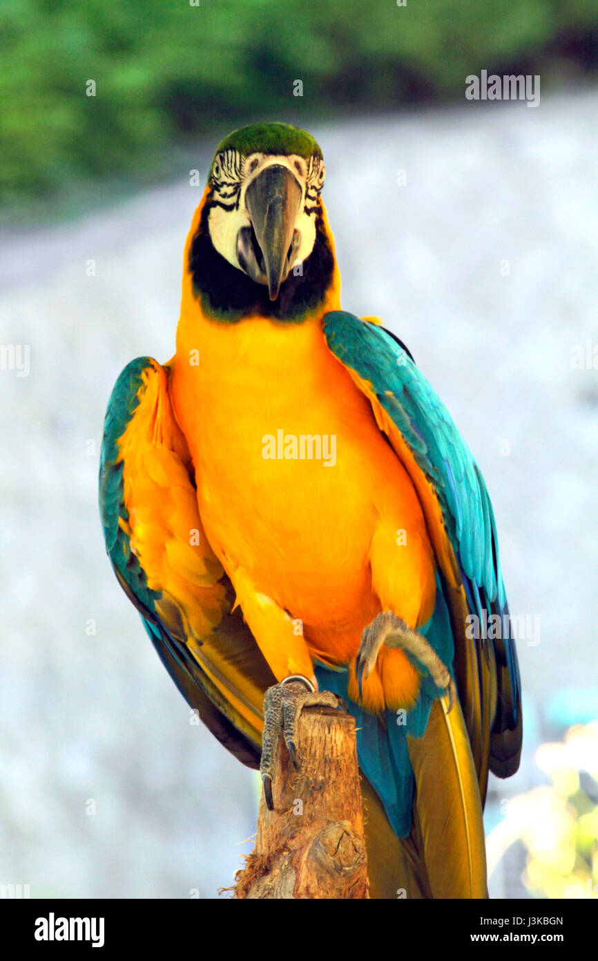 Blue-and-Yellow Macaw at Tama Zoological Park Hino city Tokyo Japan ...