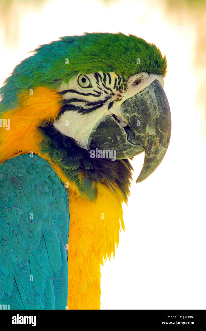 Japan zoo hi-res stock photography and images - Alamy