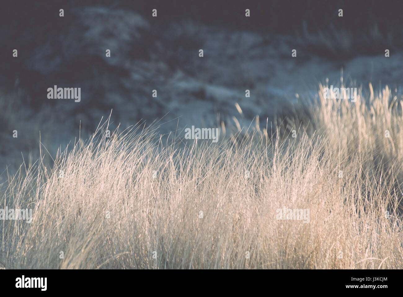 beautiful abstract grass texture on sunset with reflections and rays of ...