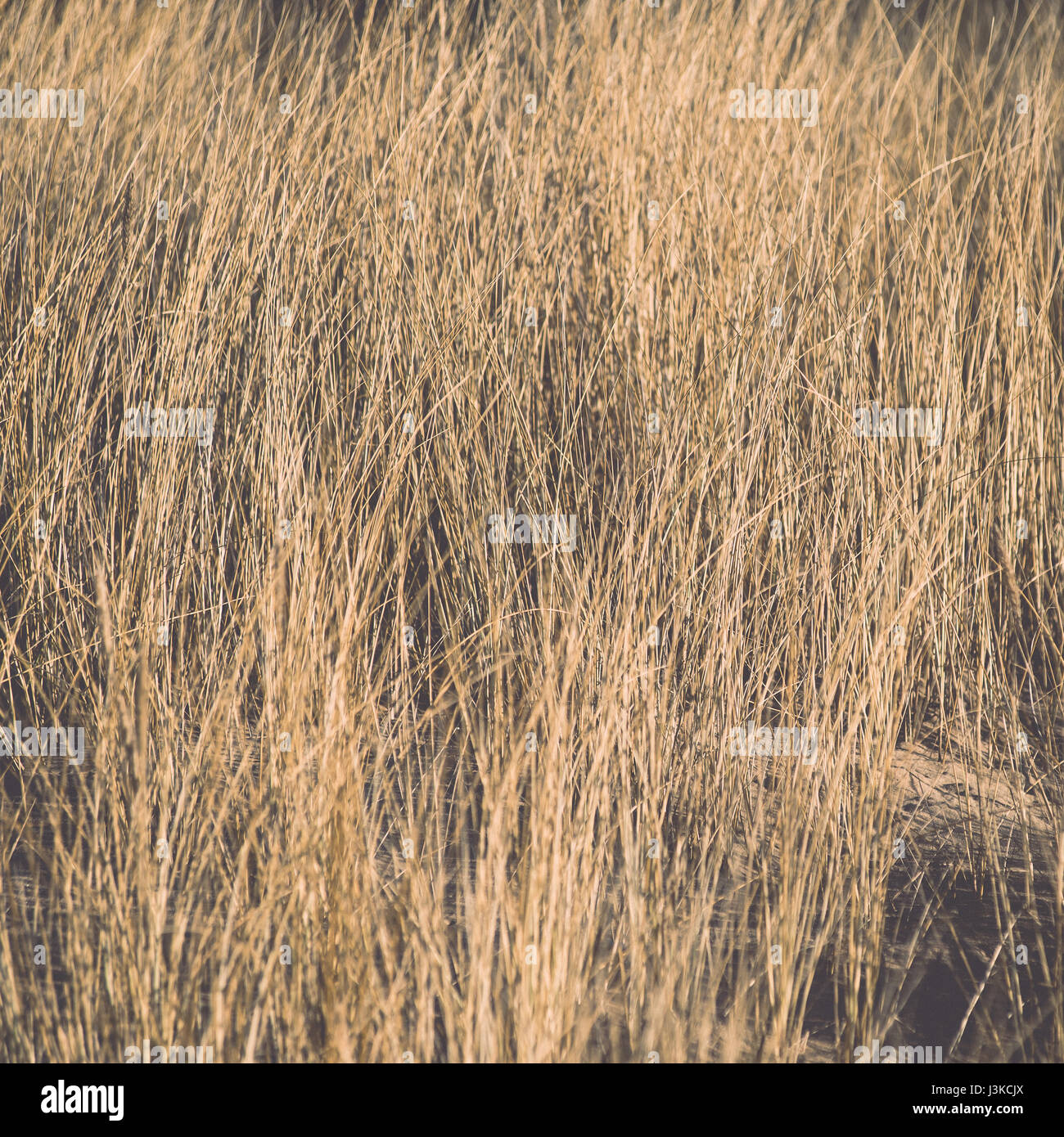 beautiful abstract grass texture on sunset with reflections and rays of ...