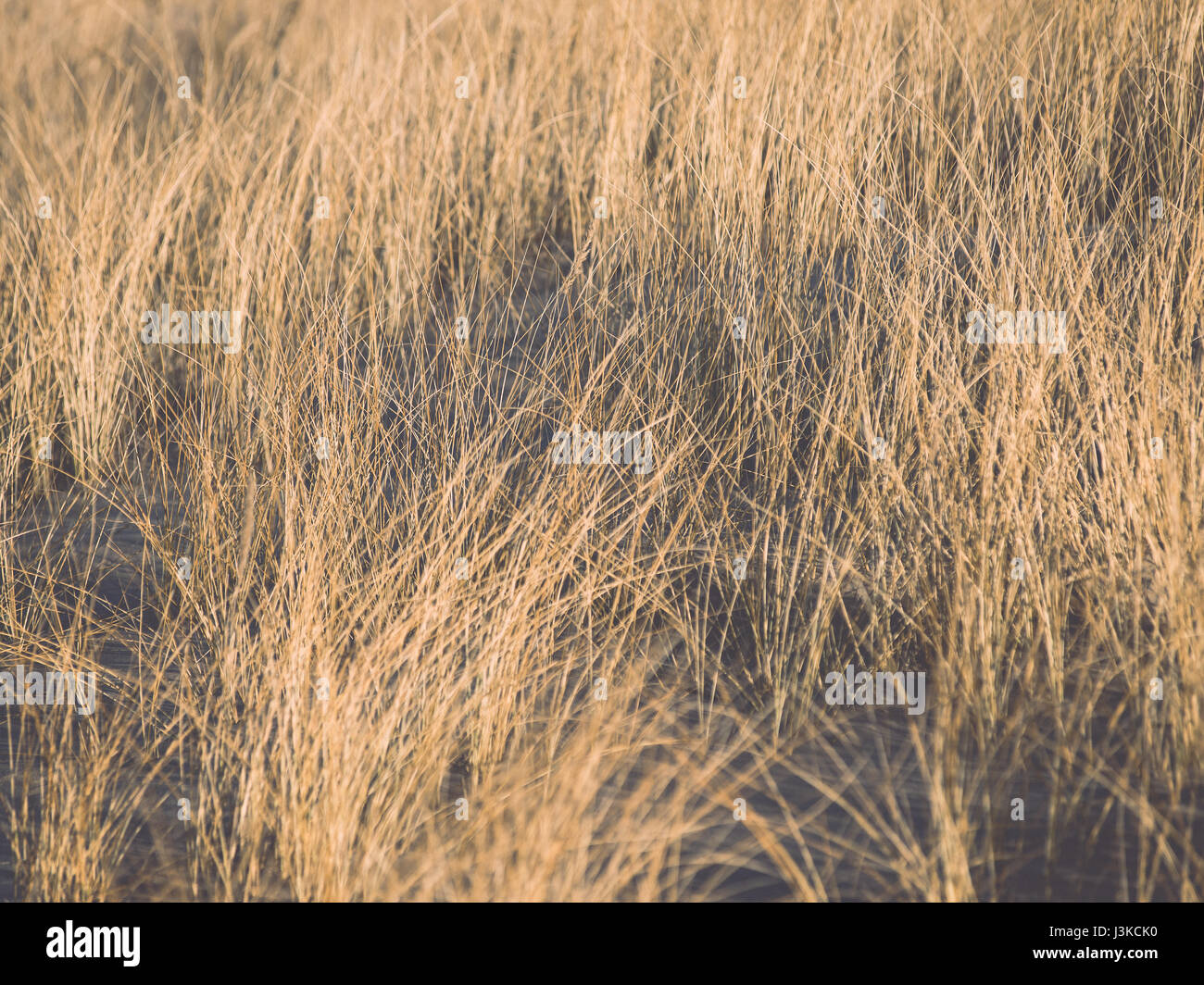 beautiful abstract grass texture on sunset with reflections and rays of ...