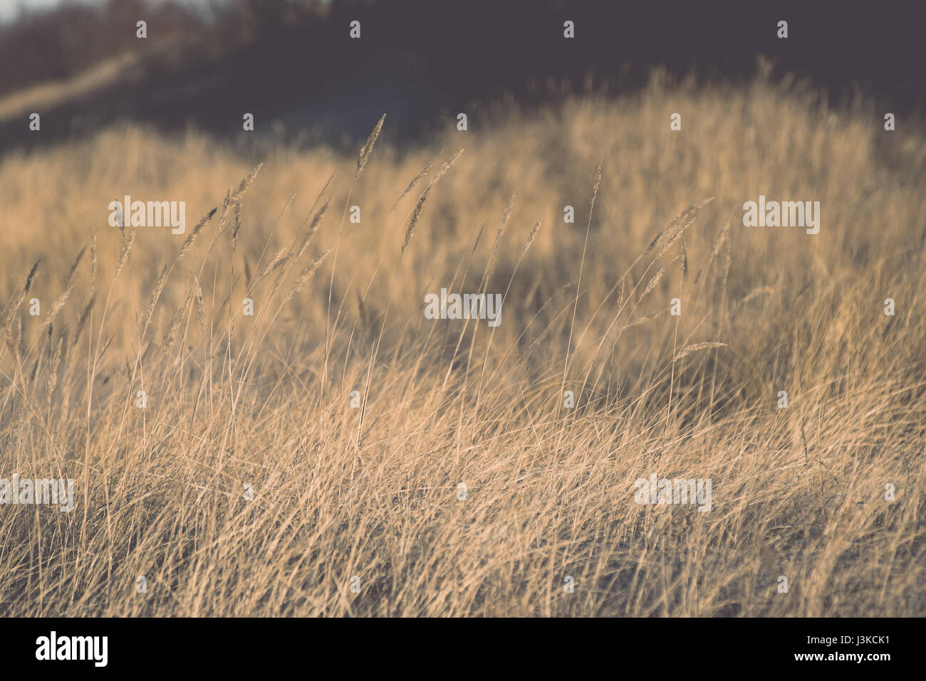 beautiful abstract grass texture on sunset with reflections and rays of ...