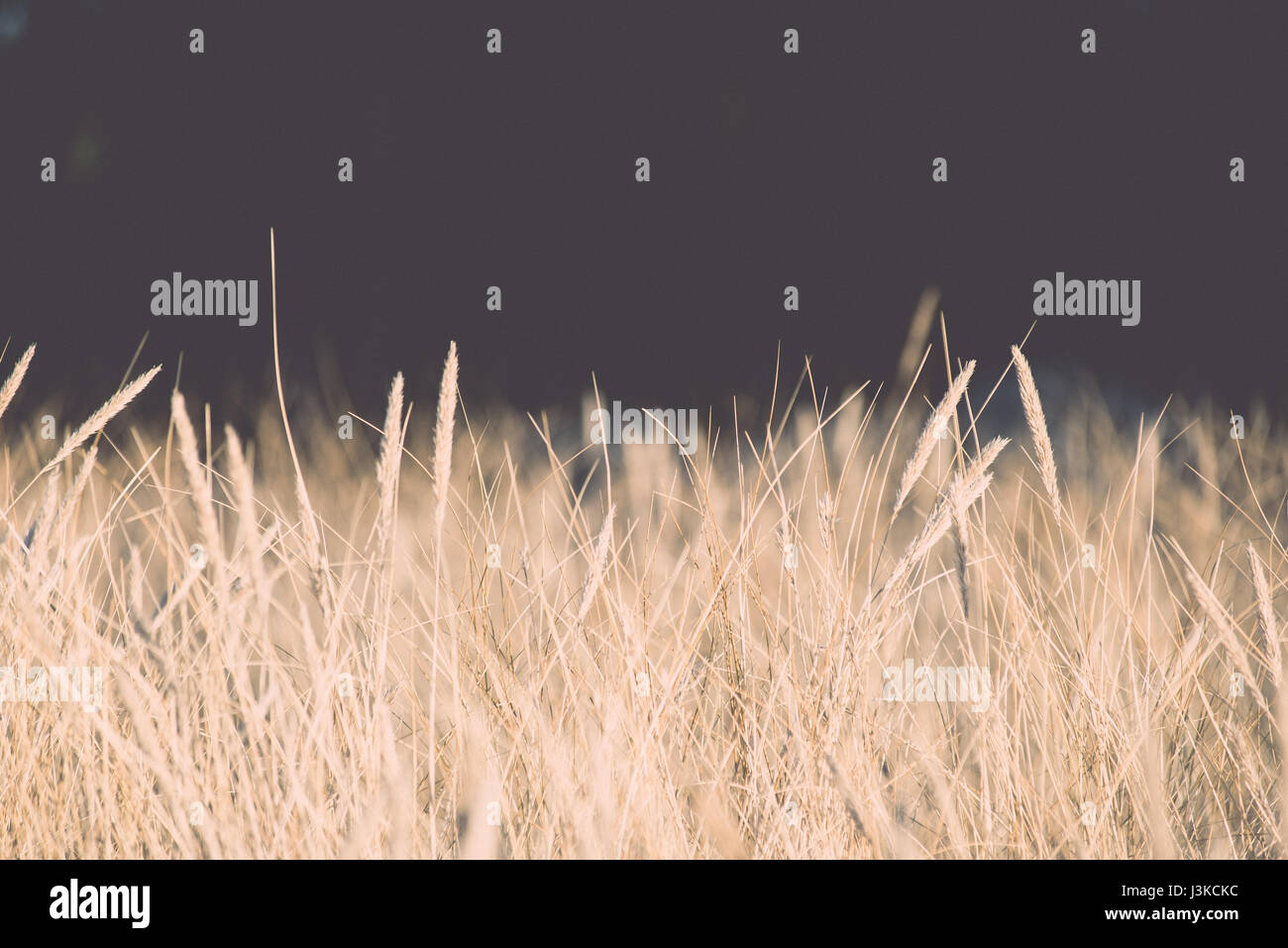 beautiful abstract grass texture on sunset with reflections and rays of ...