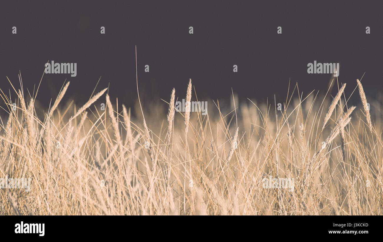 beautiful abstract grass texture on sunset with reflections and rays of ...
