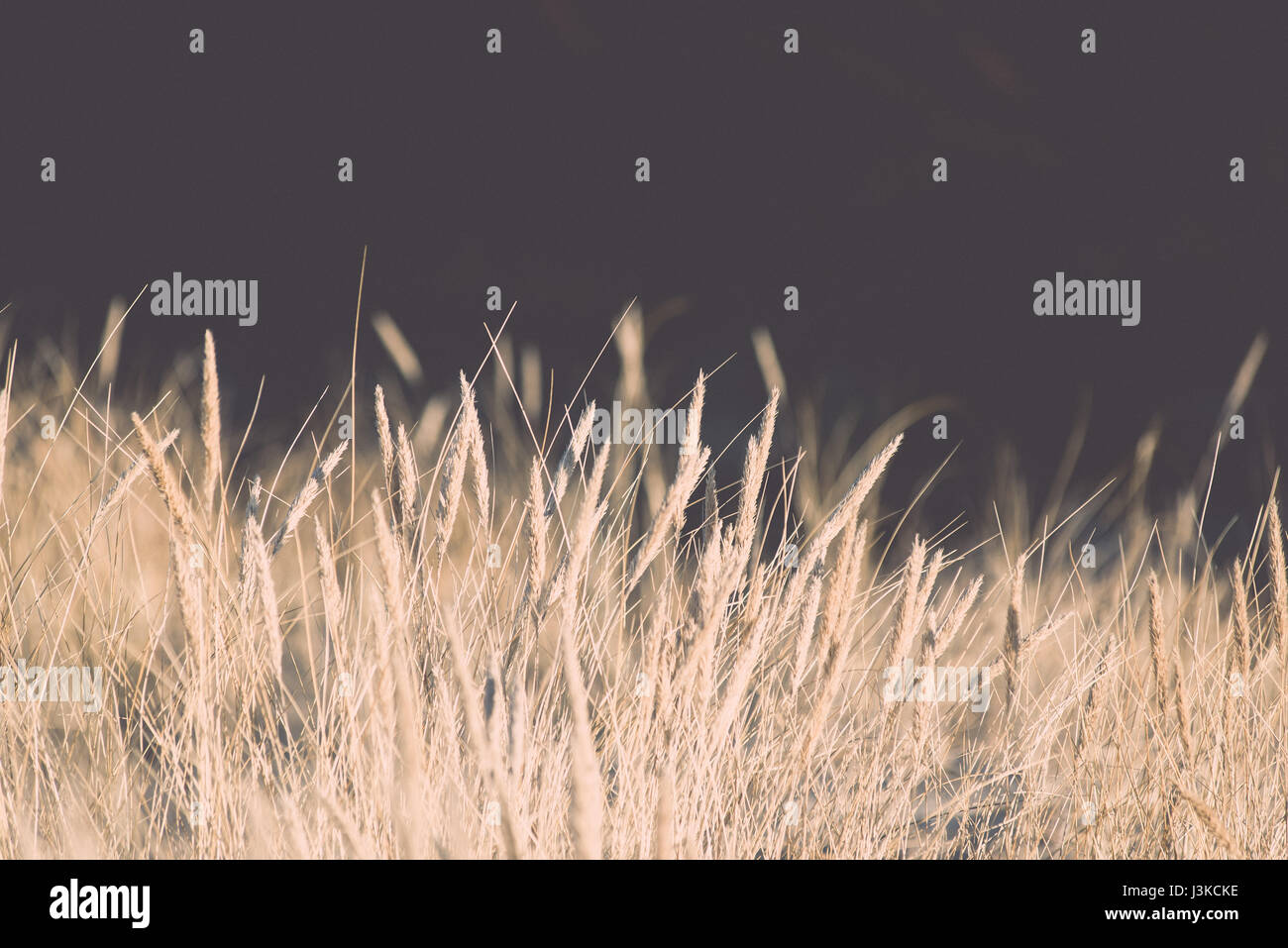 beautiful abstract grass texture on sunset with reflections and rays of ...
