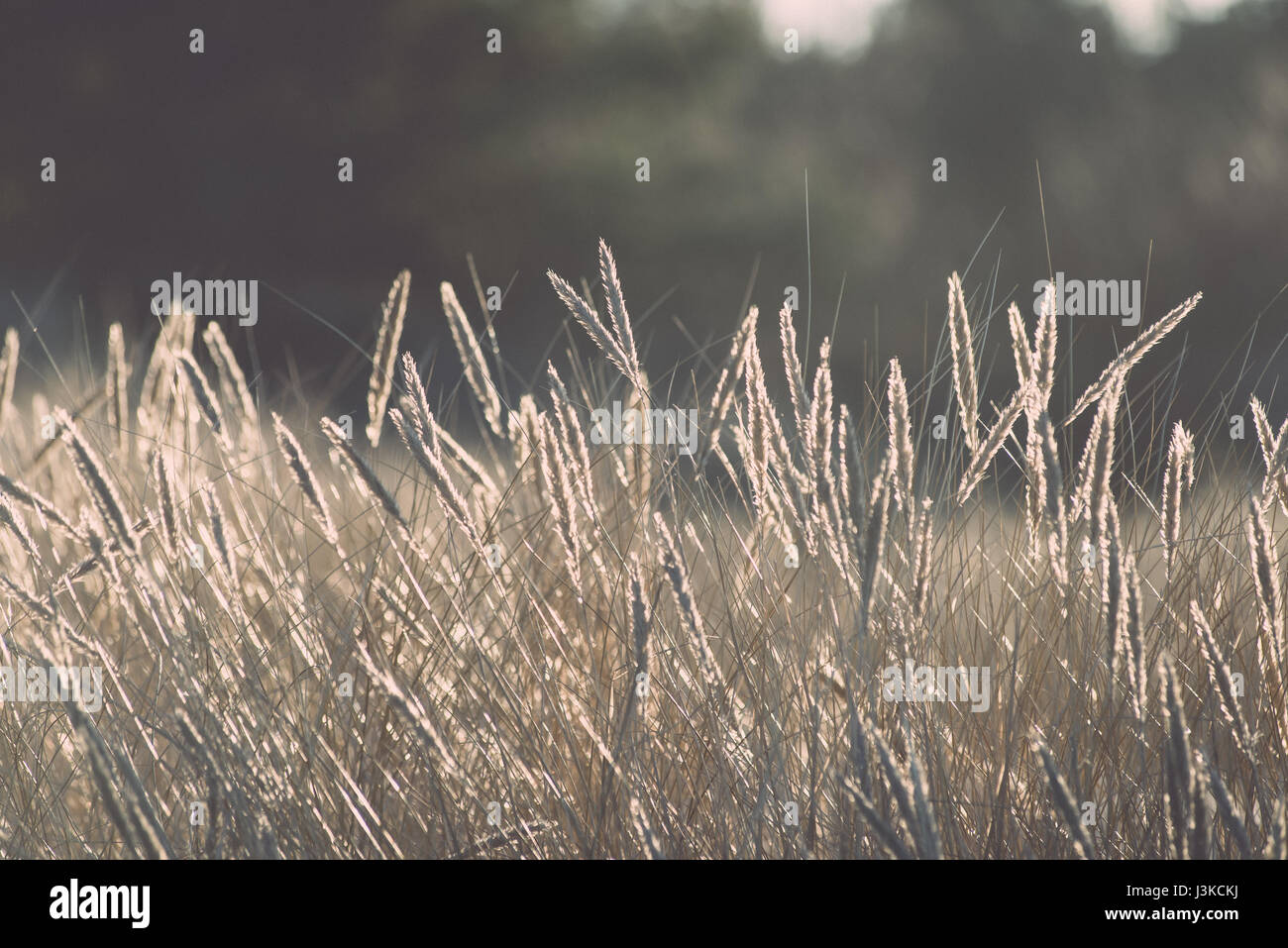 beautiful abstract grass texture on sunset with reflections and rays of ...