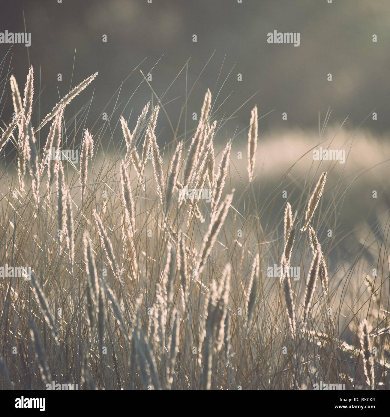 beautiful abstract grass texture on sunset with reflections and rays of ...