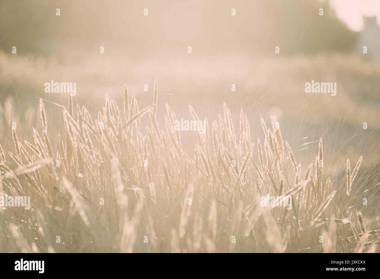 beautiful abstract grass texture on sunset with reflections and rays of ...