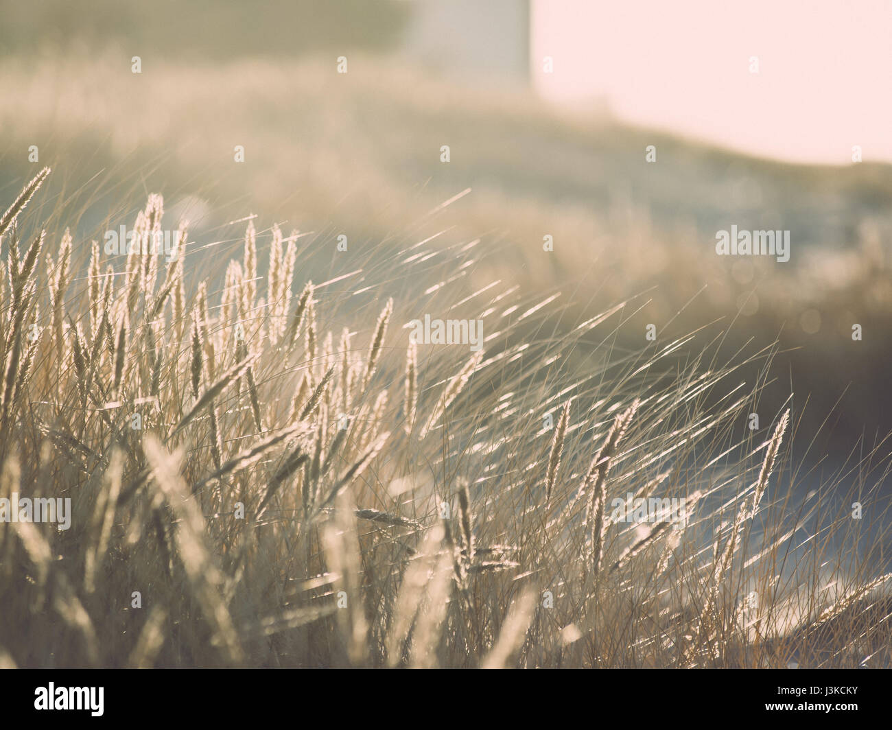 beautiful abstract grass texture on sunset with reflections and rays of ...