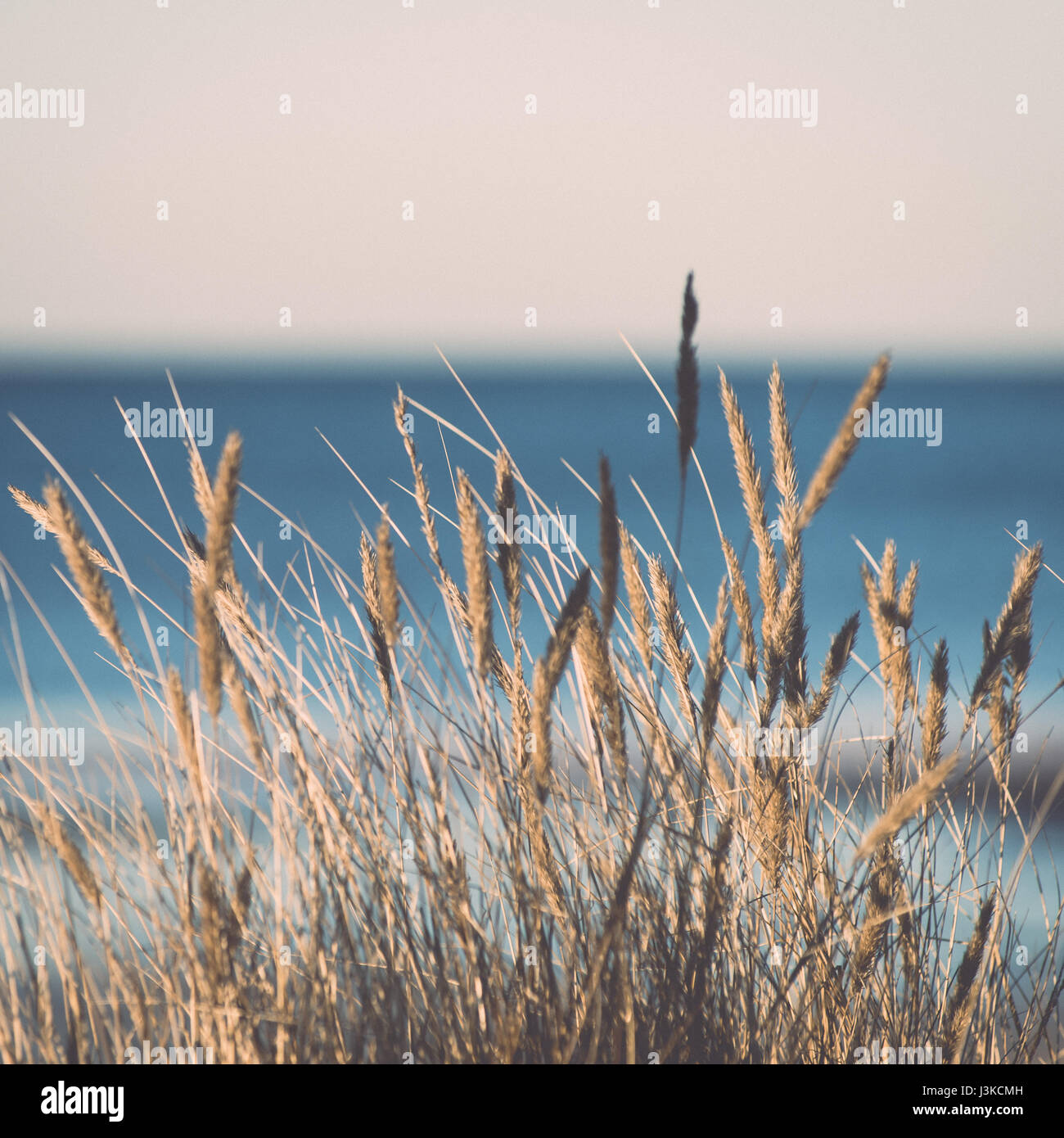 beautiful abstract grass texture on sunset with reflections and rays of ...