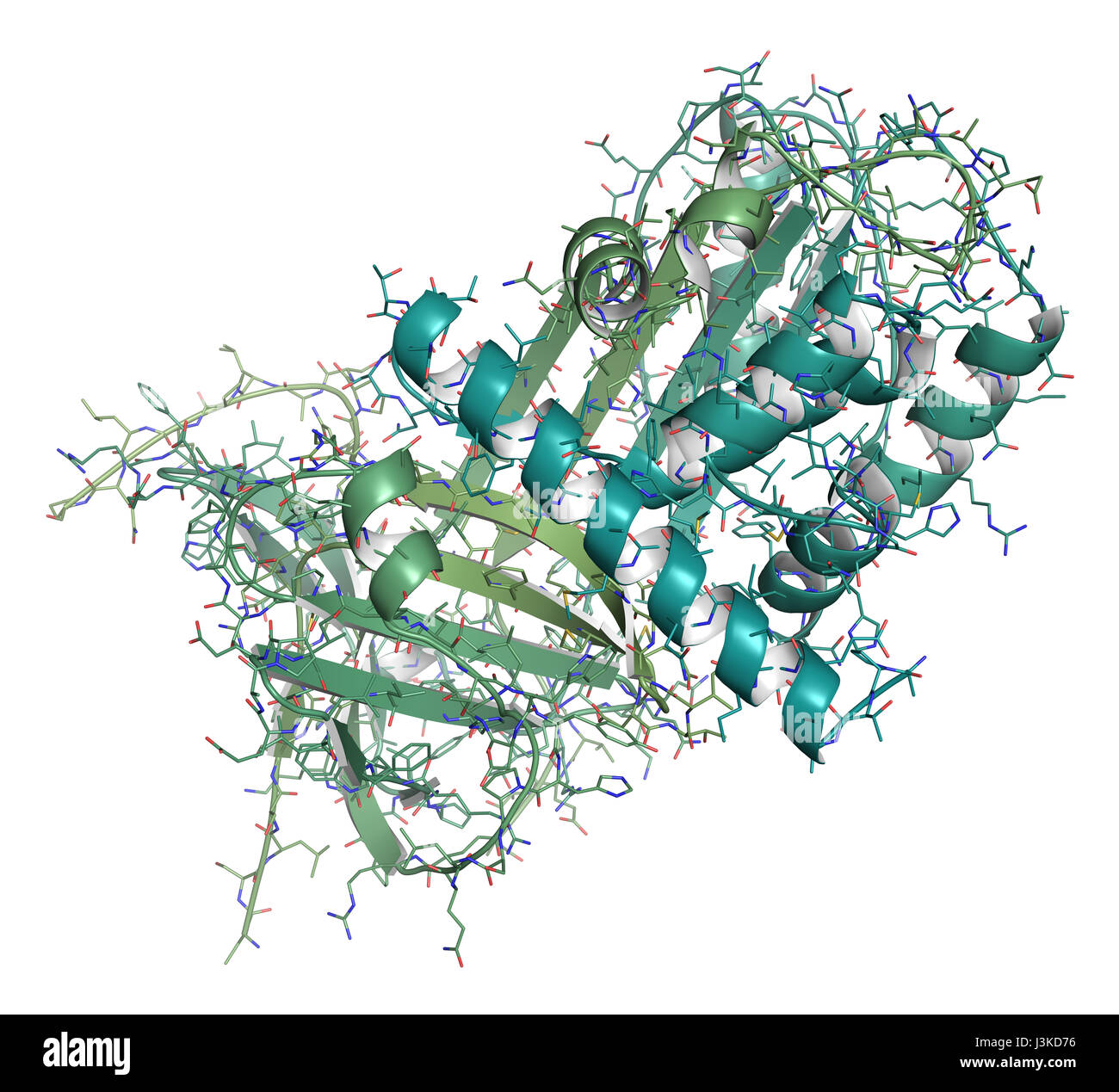 alpha 2-antiplasmin (a2-antiplasmin) protein molecule. Main inhibitor ...