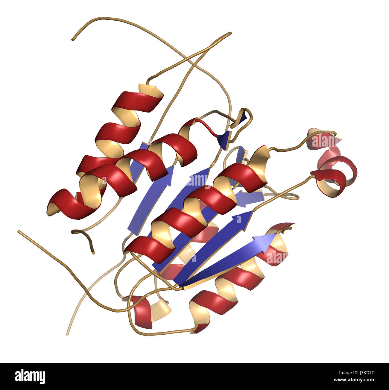 Caspase 3 apoptosis protein. Enzyme that plays important role in ...