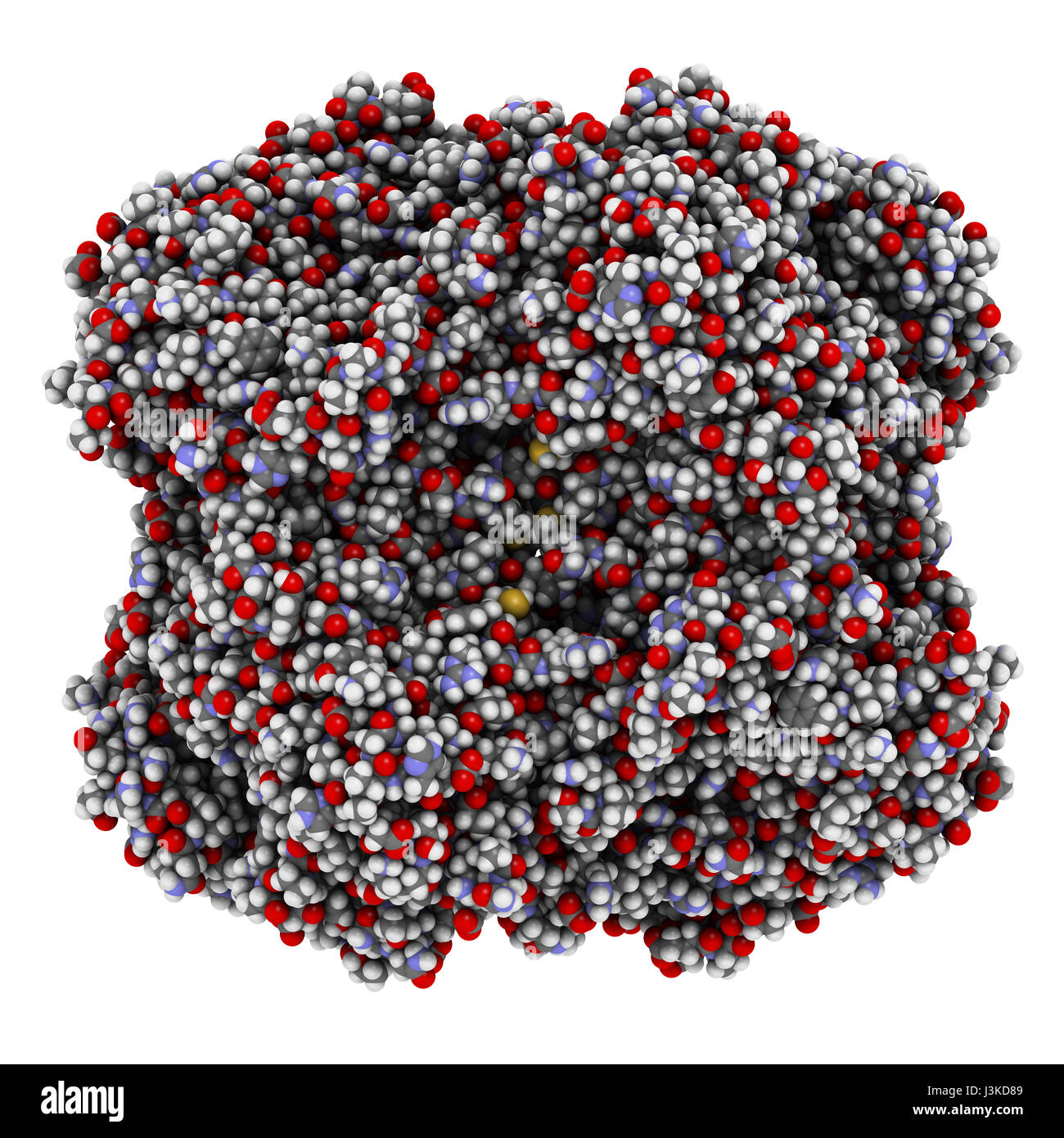 Human red blood cell catalase. Protects cell from damage by reactive ...