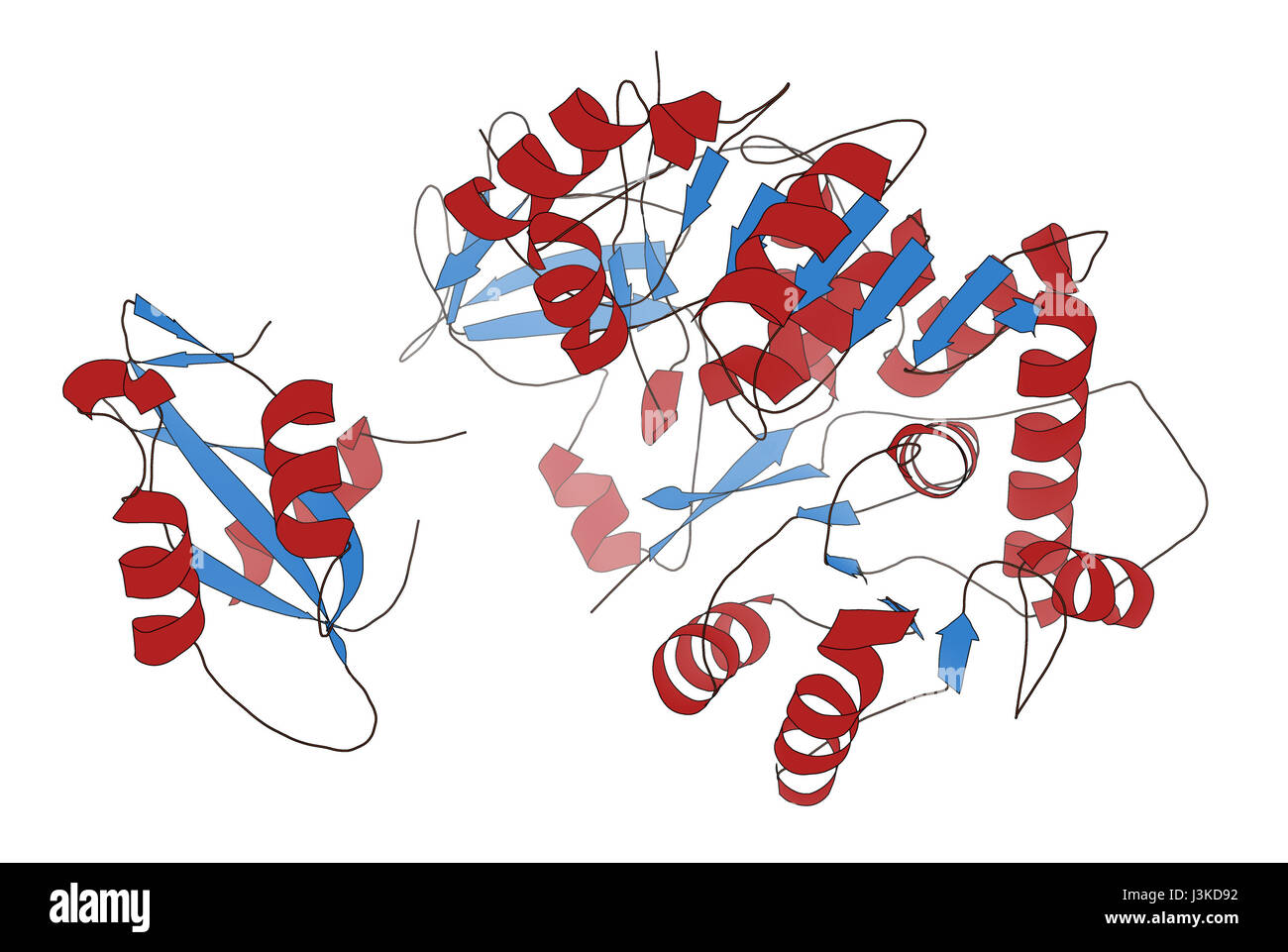 Firefly luciferase enzyme. Protein responsible for the bioluminescence ...