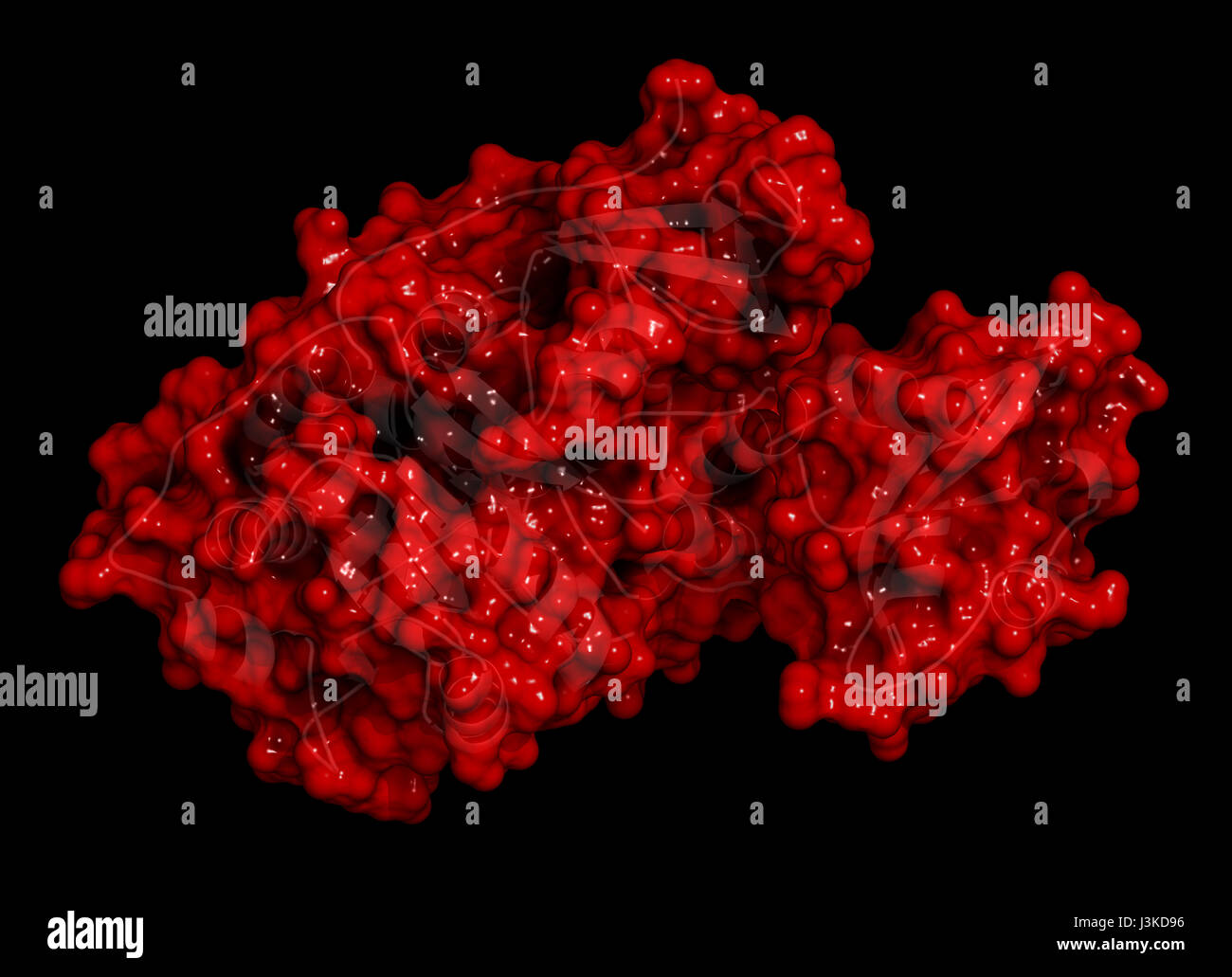 Firefly luciferase enzyme. Protein responsible for the bioluminescence ...