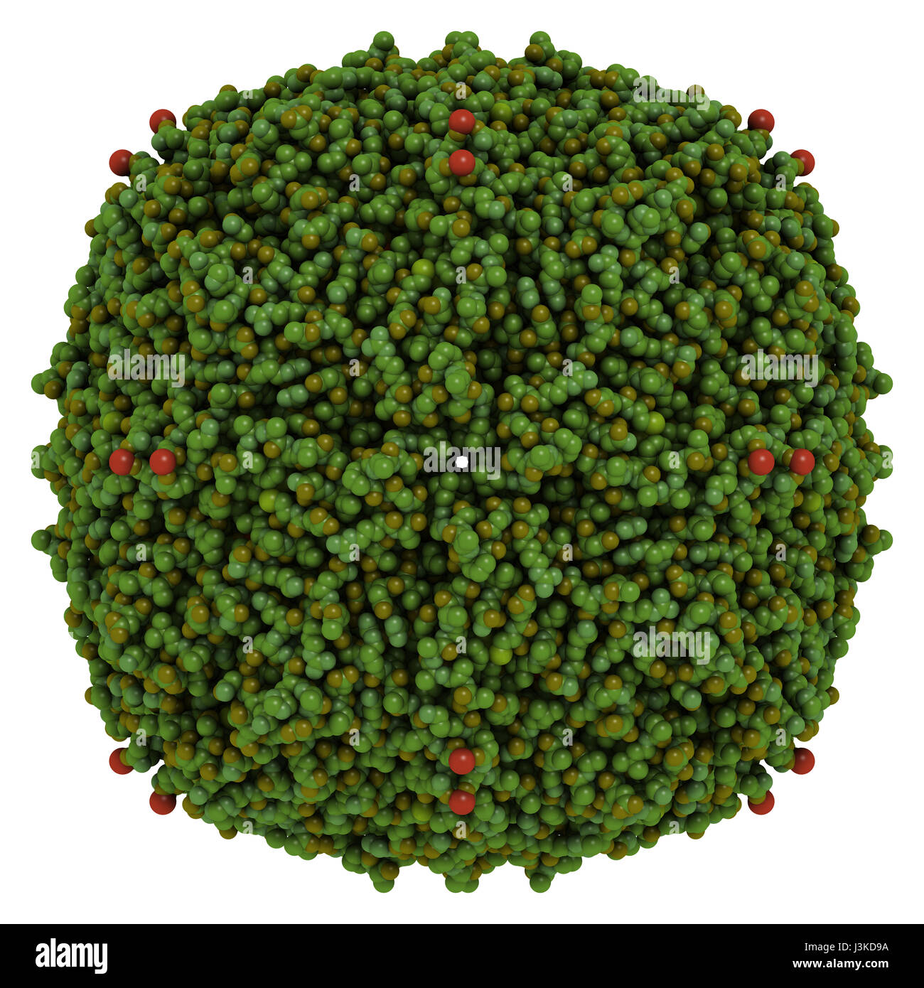 Ferritin (apoferritin) protein. Ferritin is the main iron storage ...