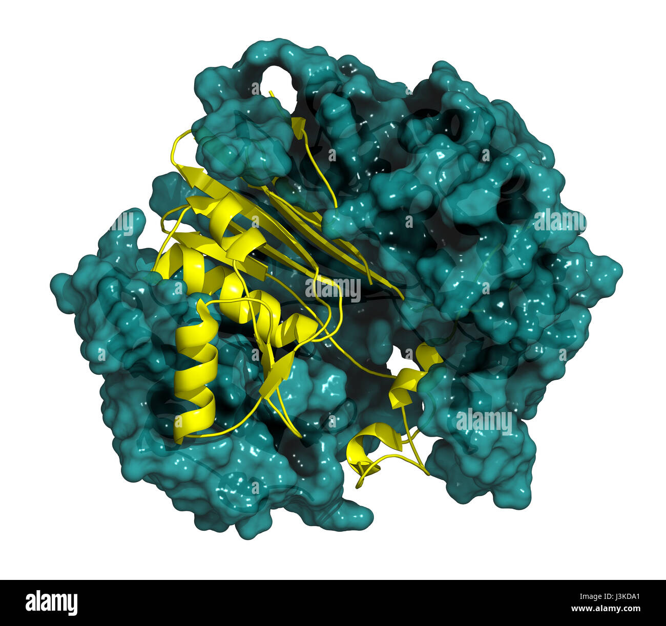 Gamma-glutamyltranspeptidase 1 (GGT 1, gamma-GT, gamma-glutamyl ...