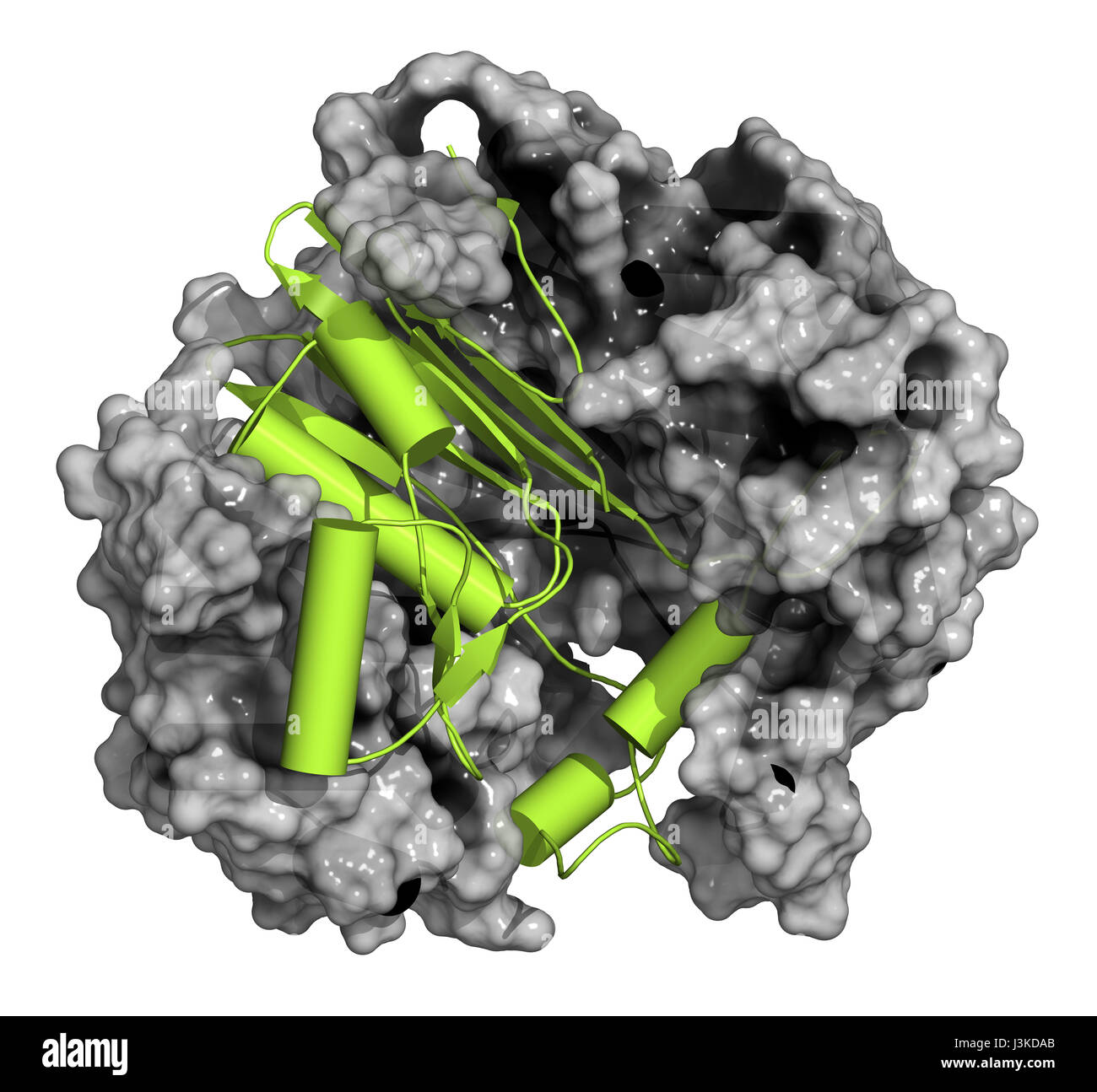 Gamma-glutamyltranspeptidase 1 (GGT 1, gamma-GT, gamma-glutamyl ...