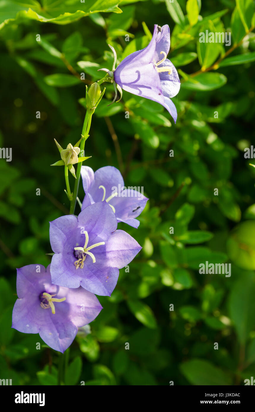 Flowering bellflower, close-up Stock Photo - Alamy