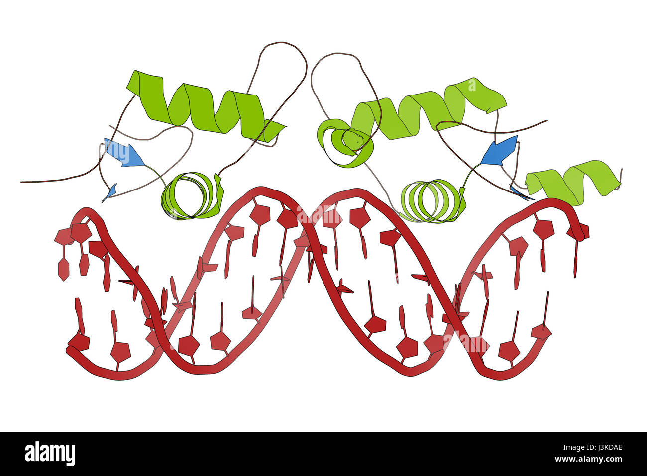 Glucocorticoid receptor, DNA binding domain bound to a DNA double ...