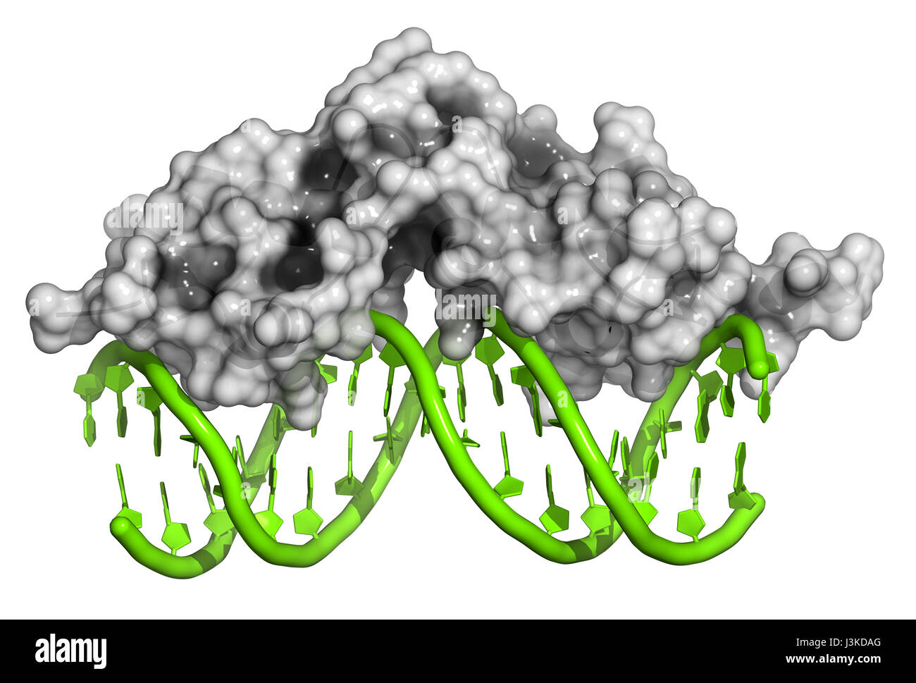 Glucocorticoid receptor, DNA binding domain bound to a DNA double ...