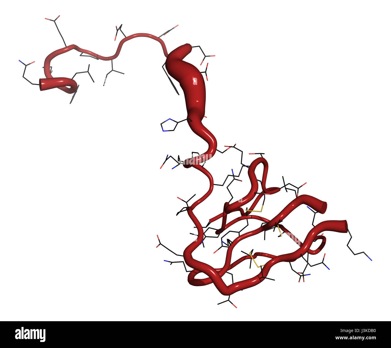 Hirudin protein molecule. Anticoagulant protein from leeches that ...