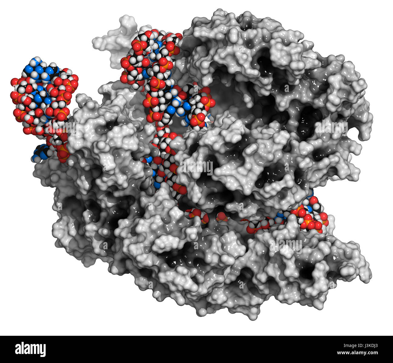 CRISPR-CAS9 gene editing complex from Streptococcus pyogenes. The Cas9 ...