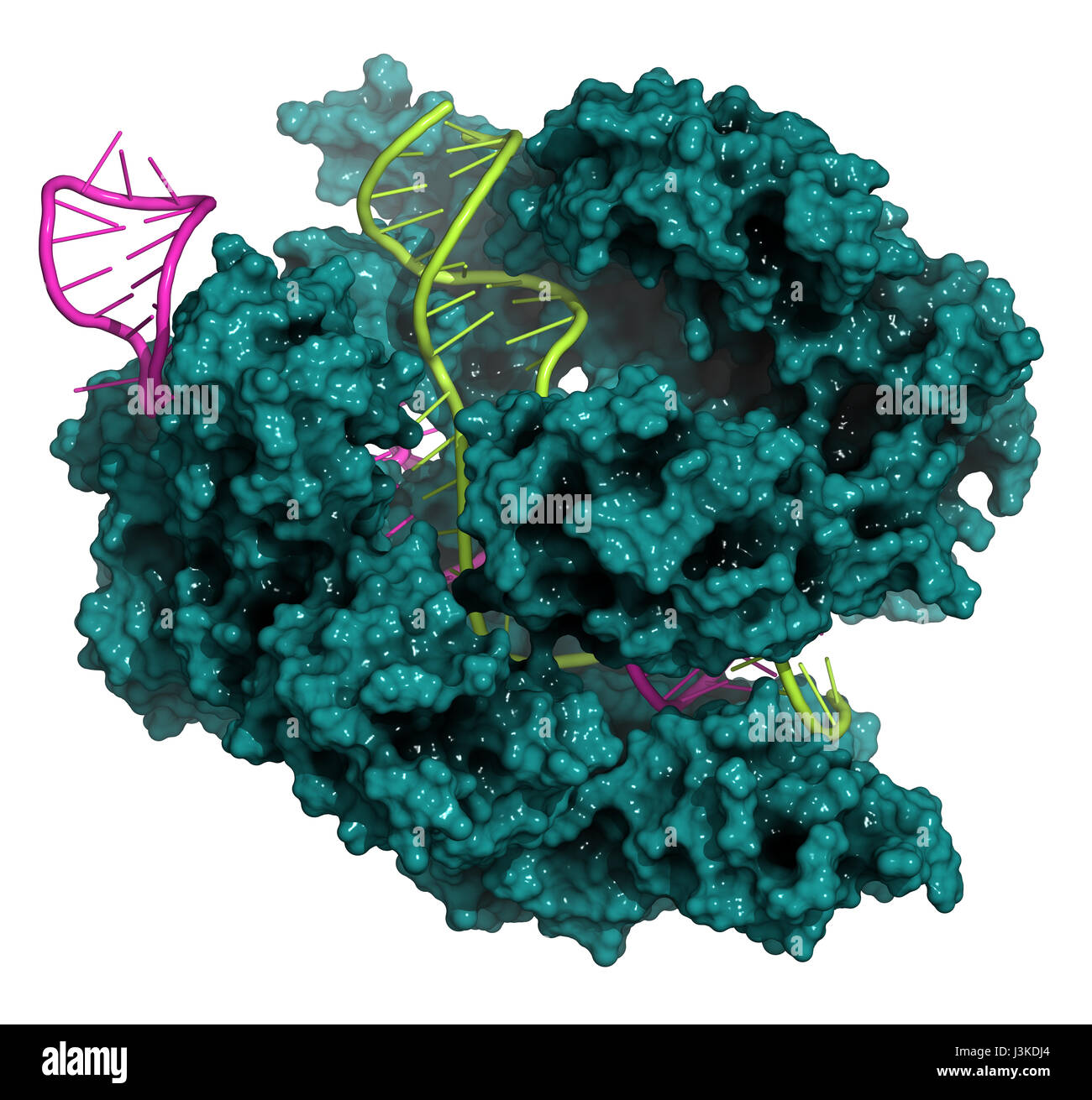CRISPR-CAS9 gene editing complex from Streptococcus pyogenes. The Cas9 ...