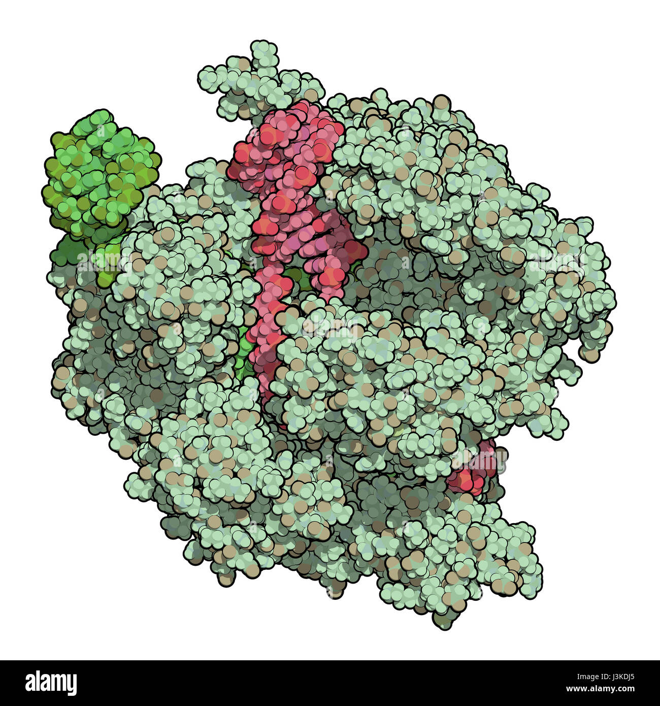 CRISPR-CAS9 gene editing complex from Streptococcus pyogenes. The Cas9 ...