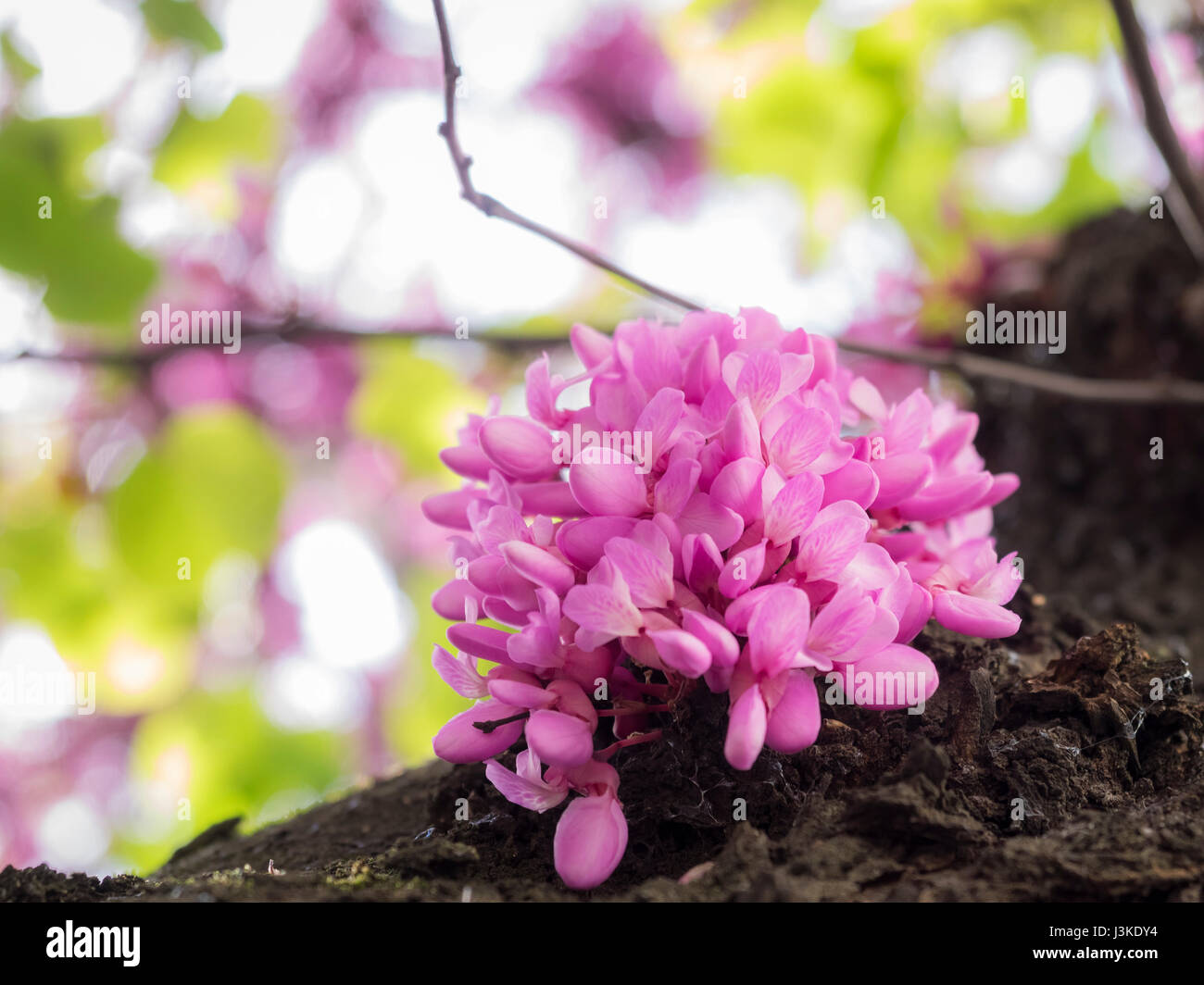 Redbud tree hi-res stock photography and images - Alamy