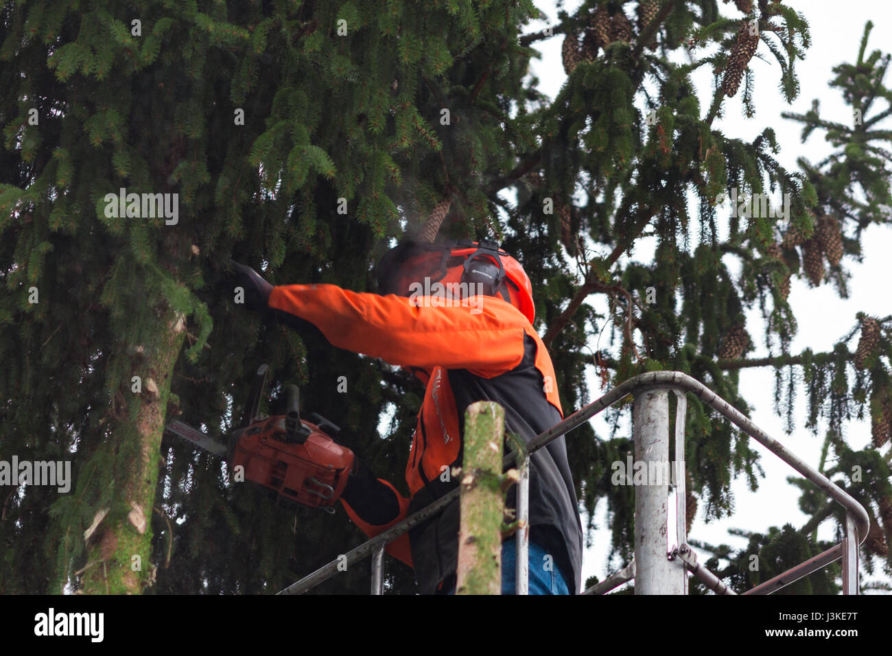 Woodcutter cutting tree with a chainsaw Stock Photo - Alamy