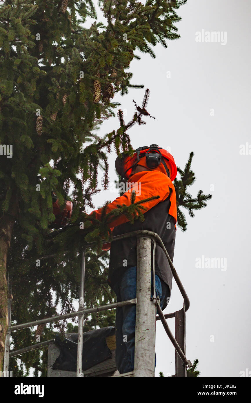 Woodcutter cutting tree with a chainsaw Stock Photo - Alamy