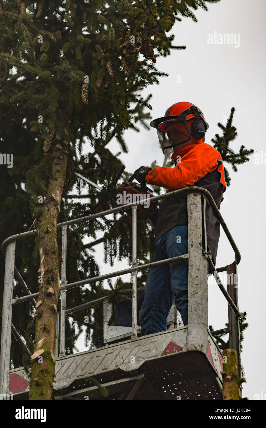 Woodcutter cutting tree with a chainsaw Stock Photo - Alamy
