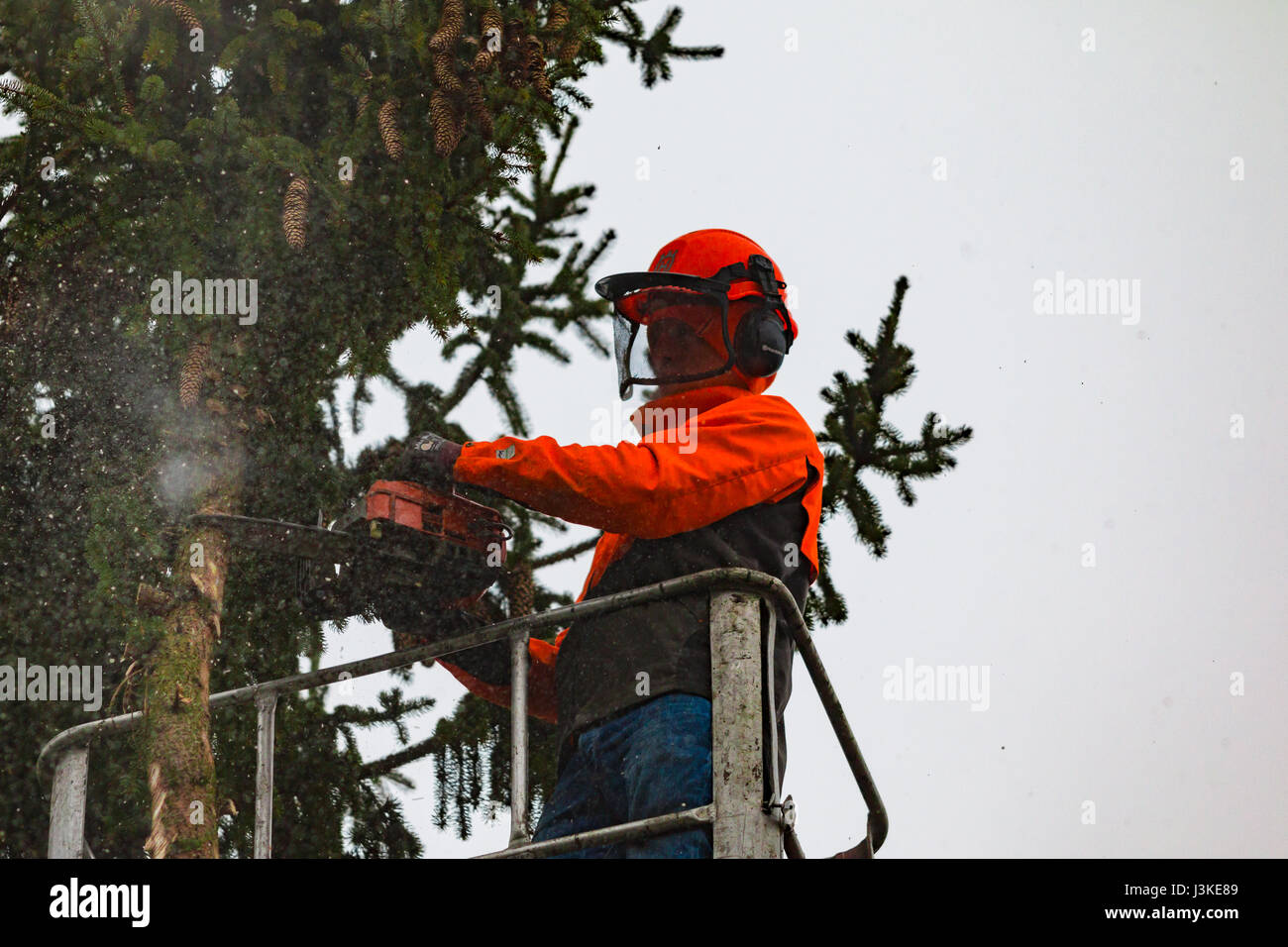 Woodcutter cutting tree with a chainsaw Stock Photo - Alamy