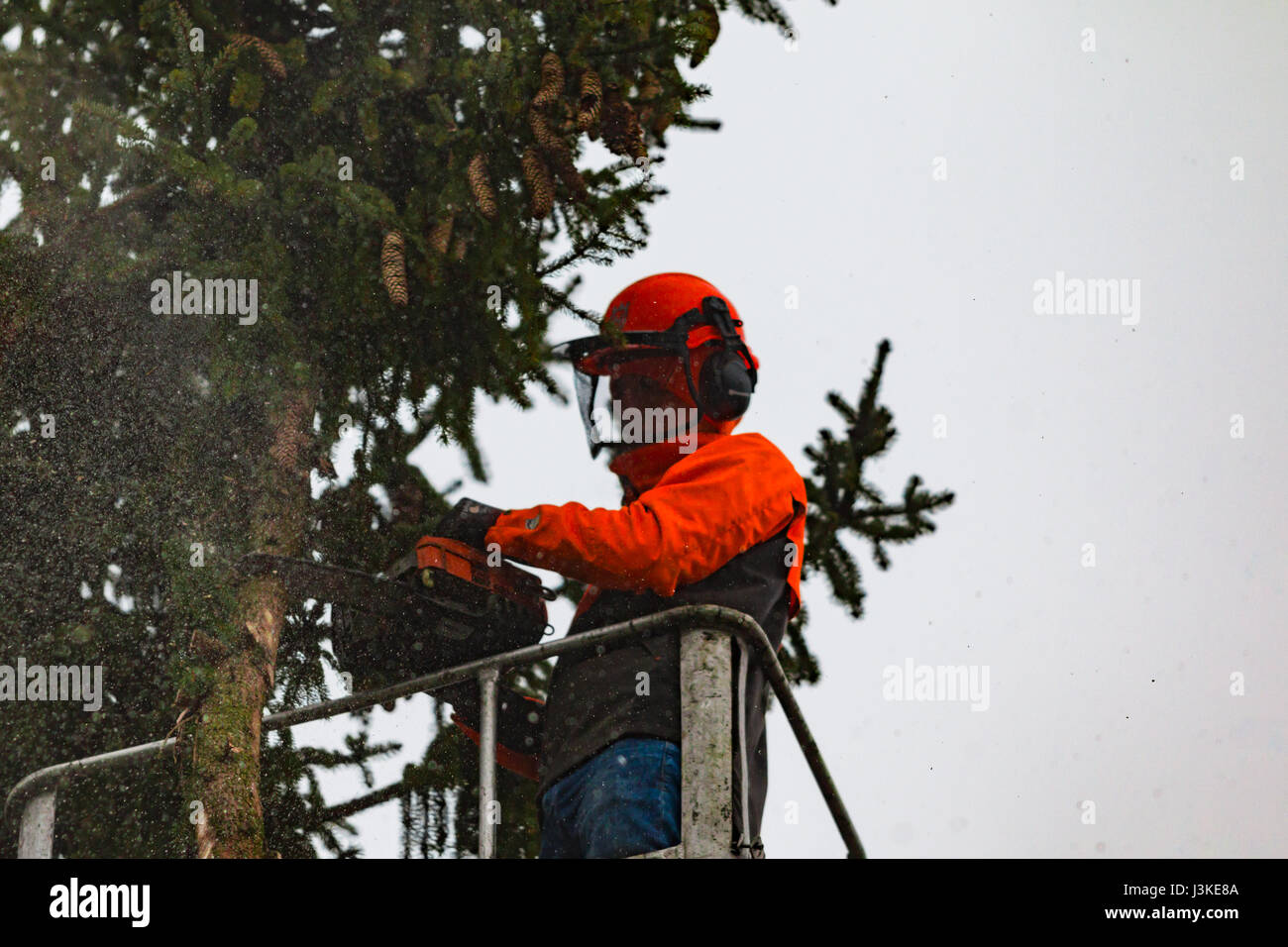 Woodcutter cutting tree with a chainsaw Stock Photo - Alamy