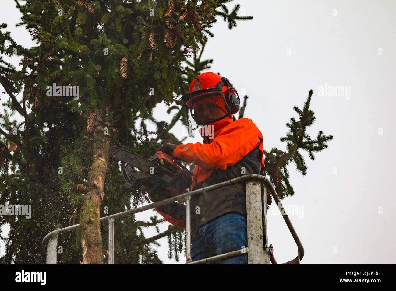 Woodcutter cutting tree with a chainsaw Stock Photo - Alamy
